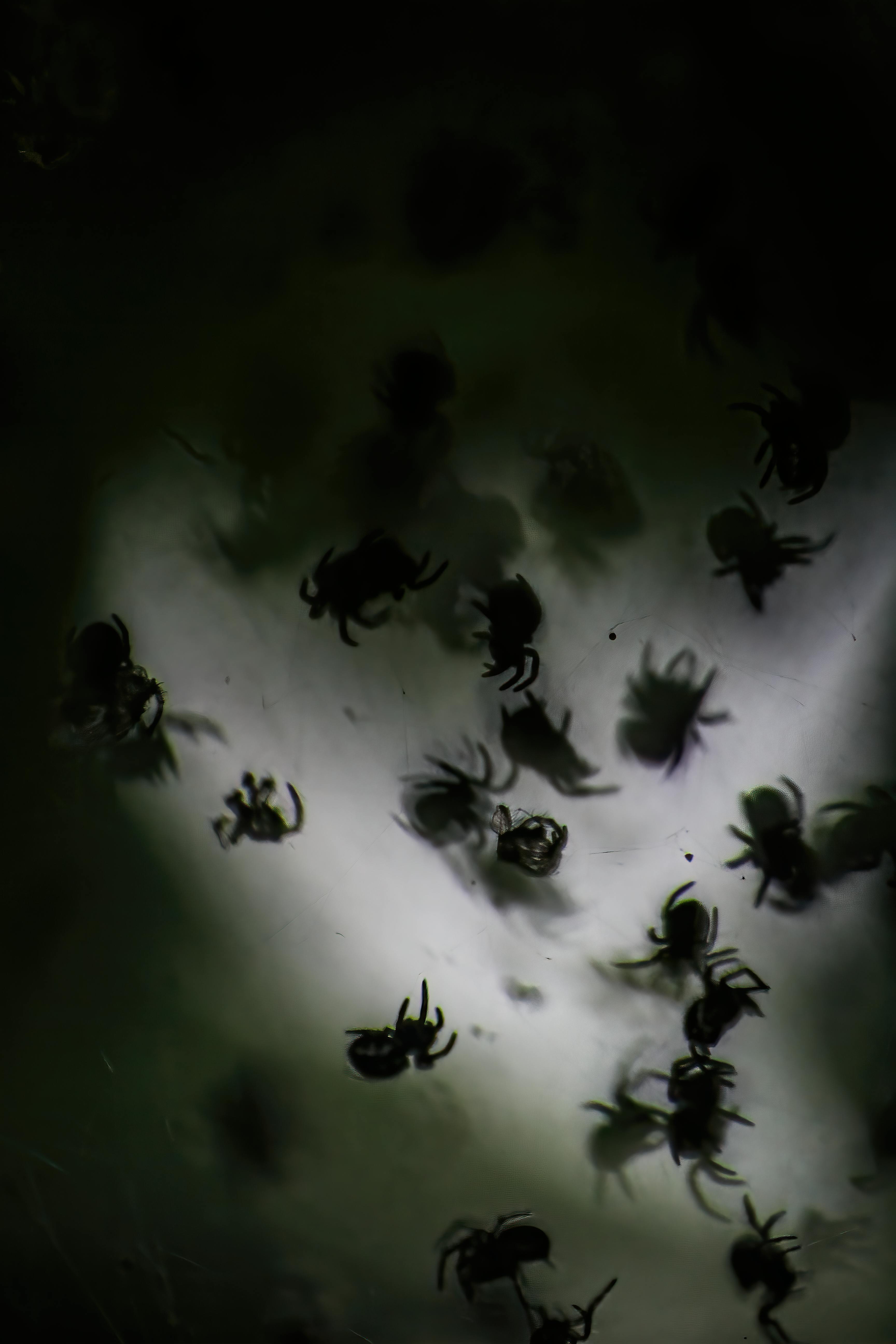 Elliot Connor - Fotografía