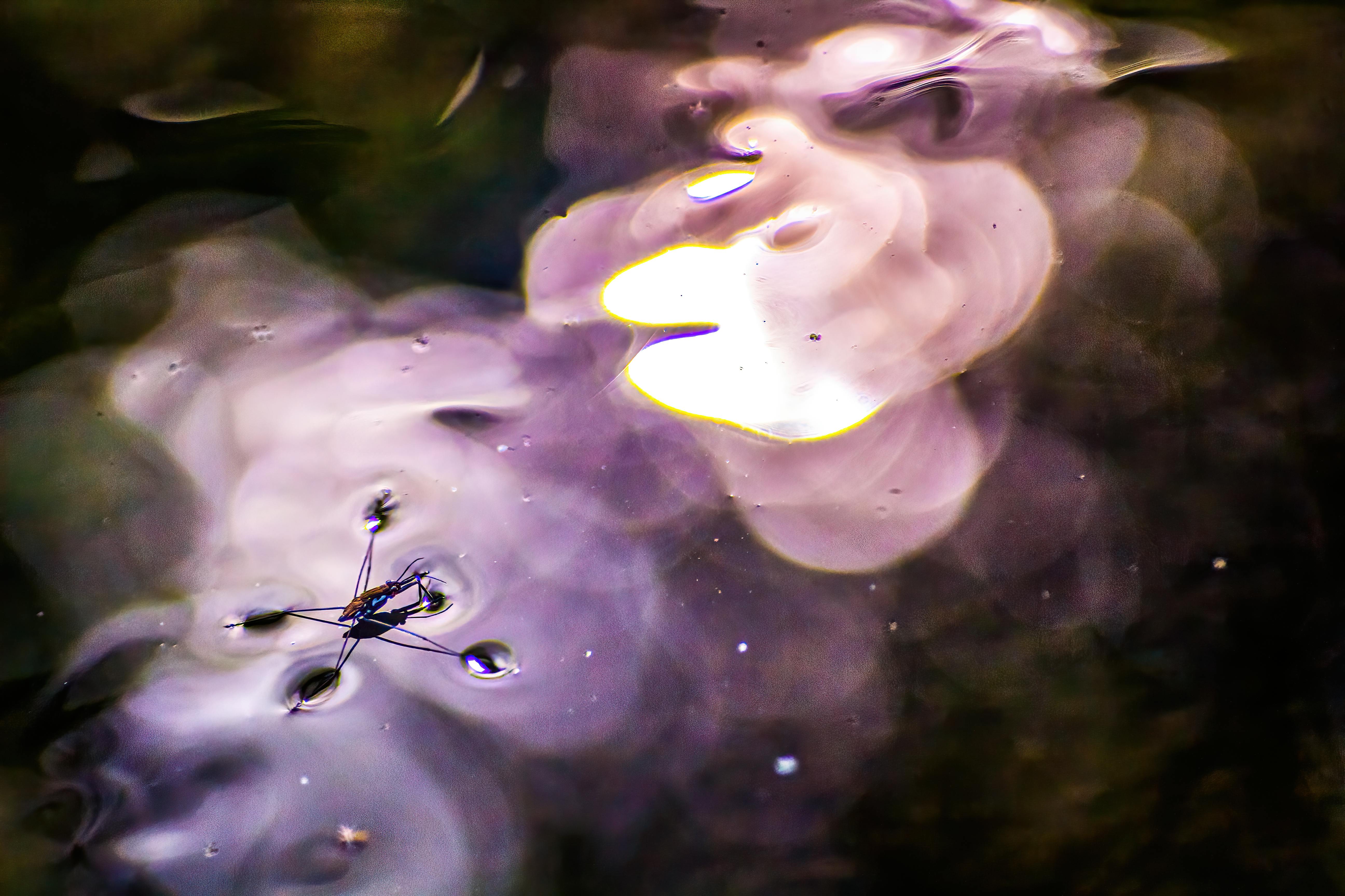 Elliot Connor - Photography