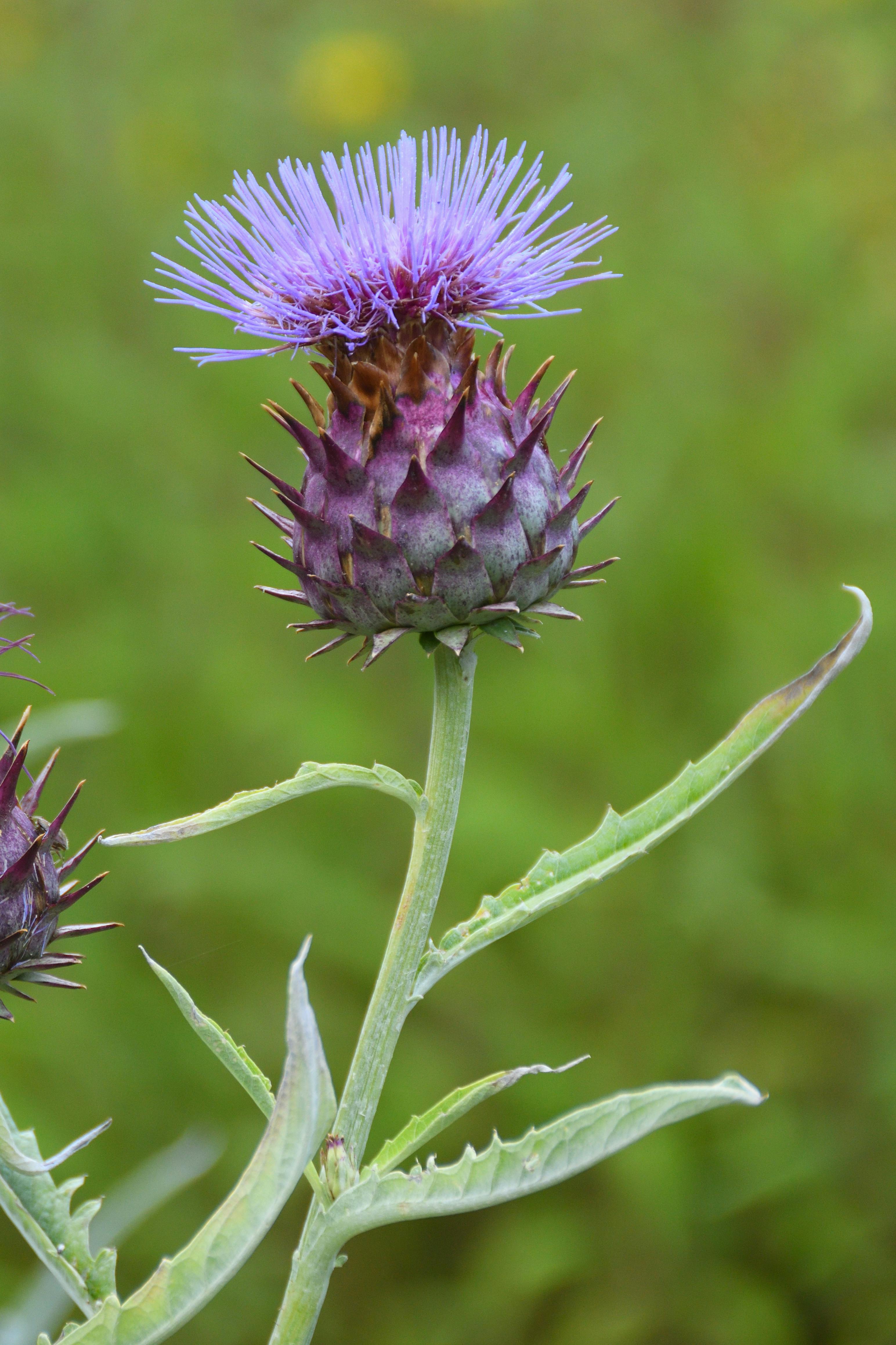 Purple Thistle Flower · Free Stock Photo