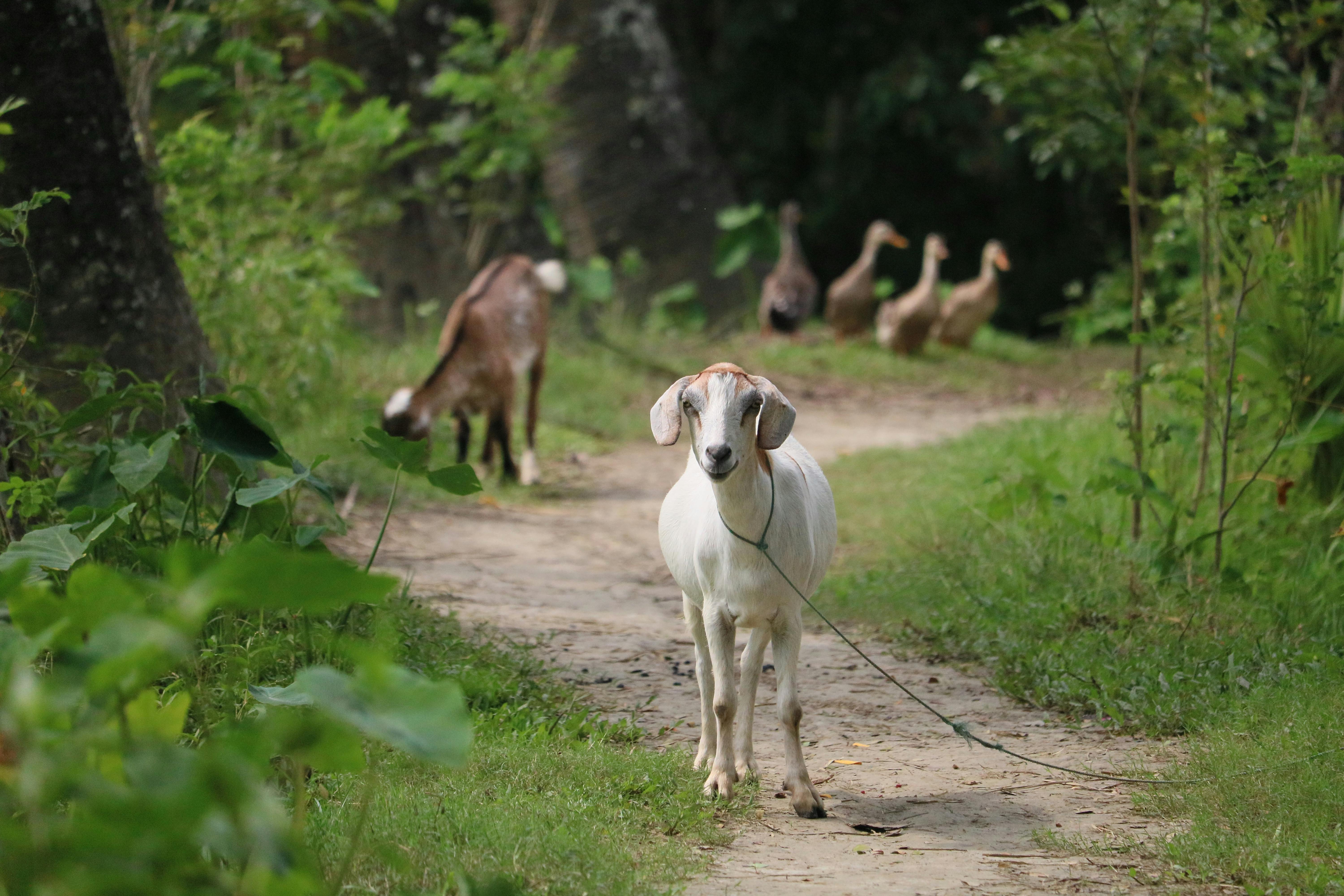 A goat walking down a dirt road with other goats · Free Stock Photo