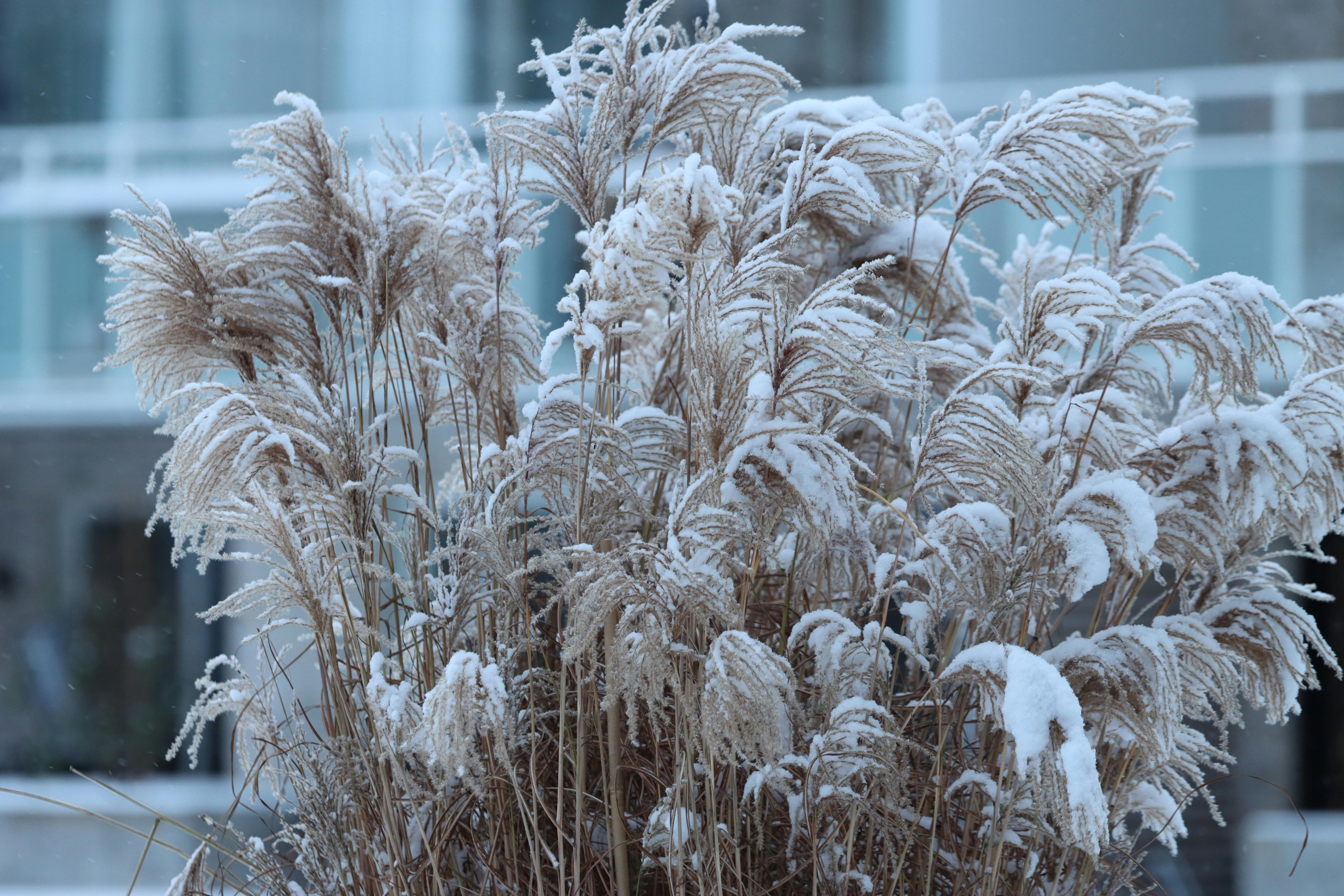 Snow on Plants · Free Stock Photo