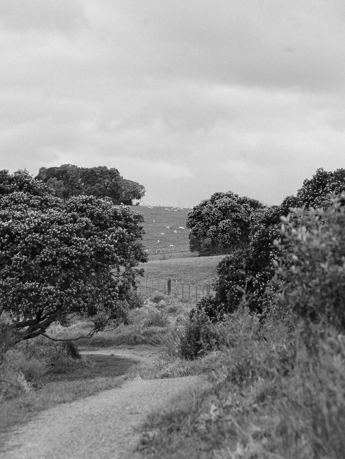 Pastures Photos, Download The BEST Free Pastures Stock Photos & HD Images