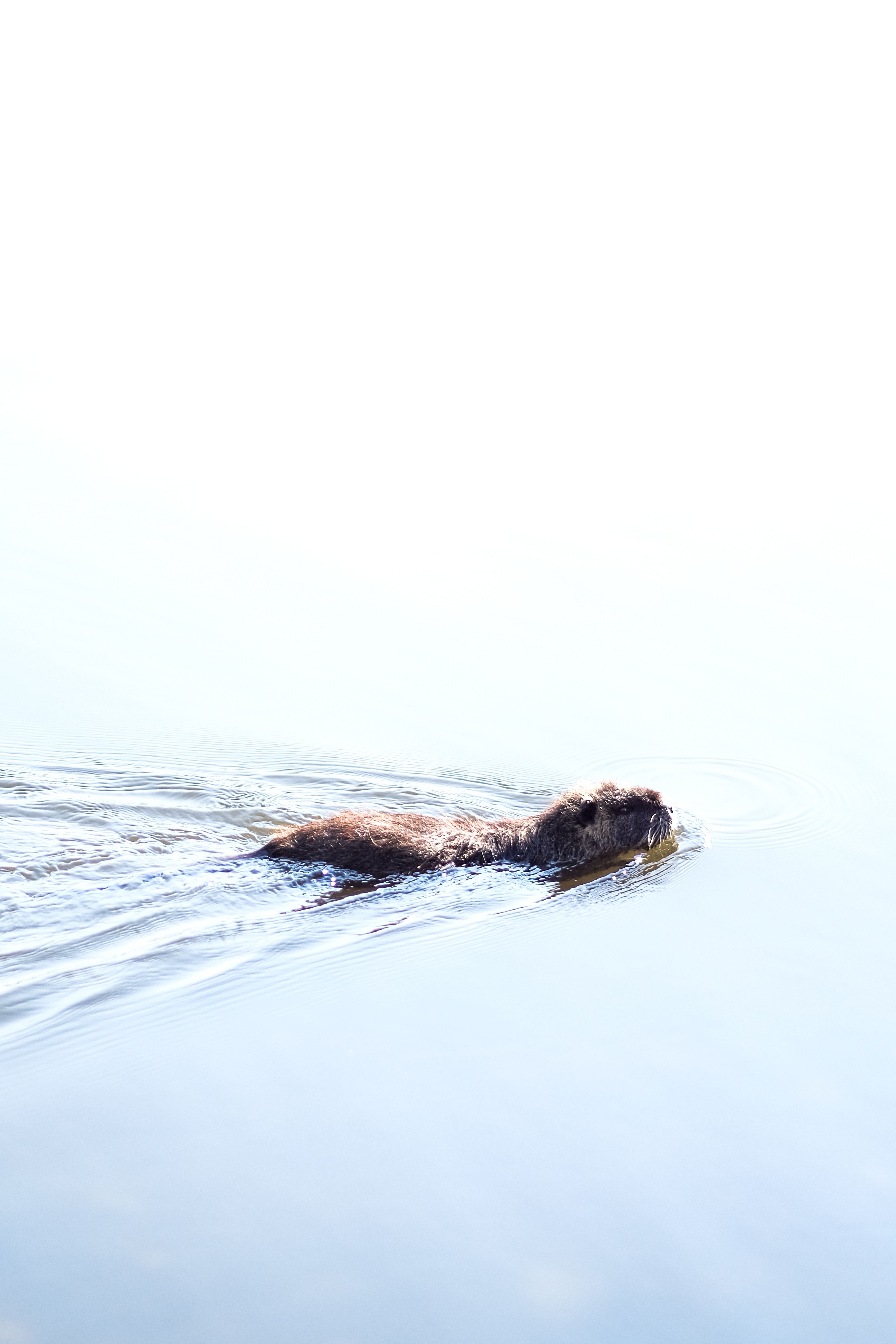 Beaver Swimming in Water · Free Stock Photo