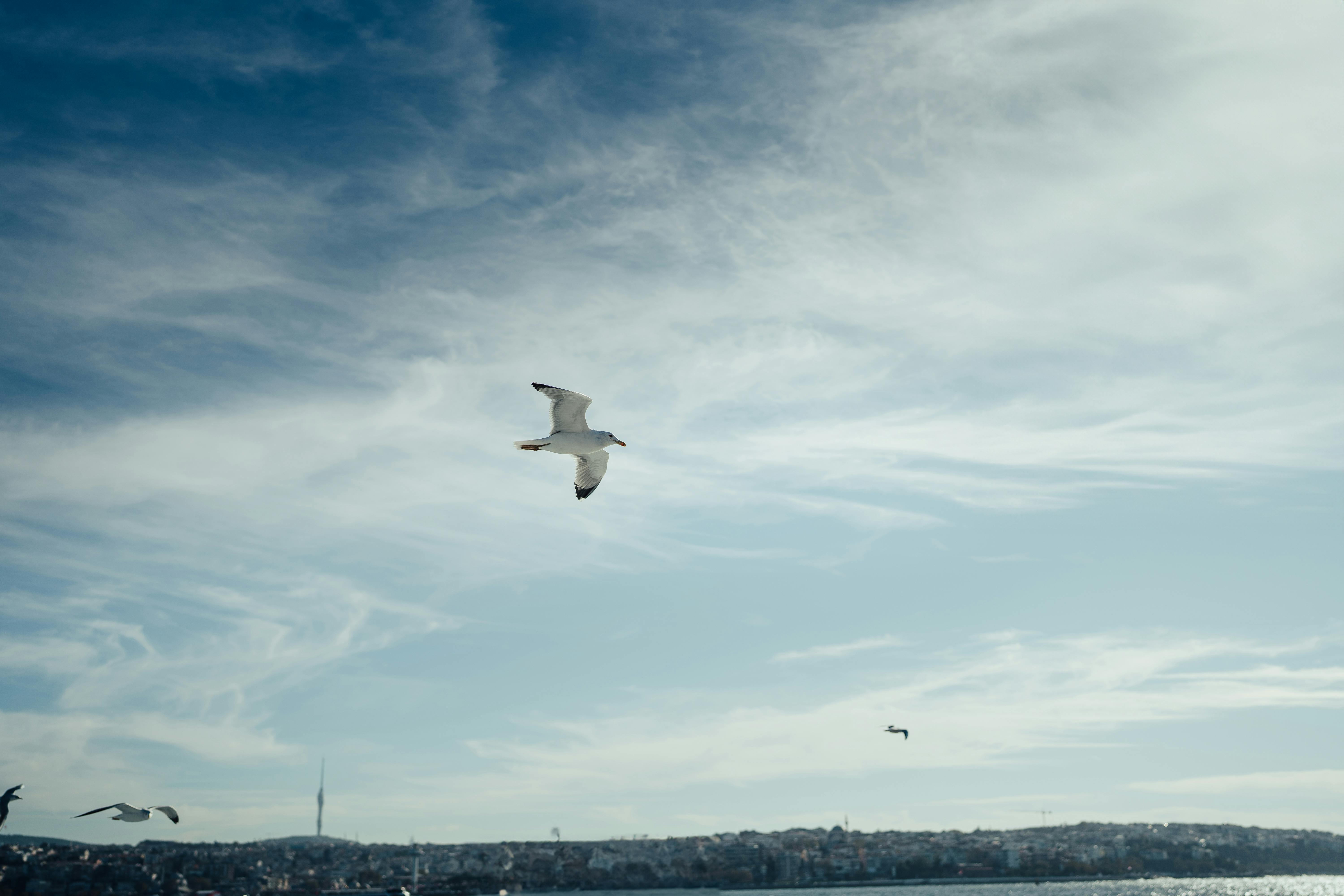 Bird Flying on Sky above Sea · Free Stock Photo