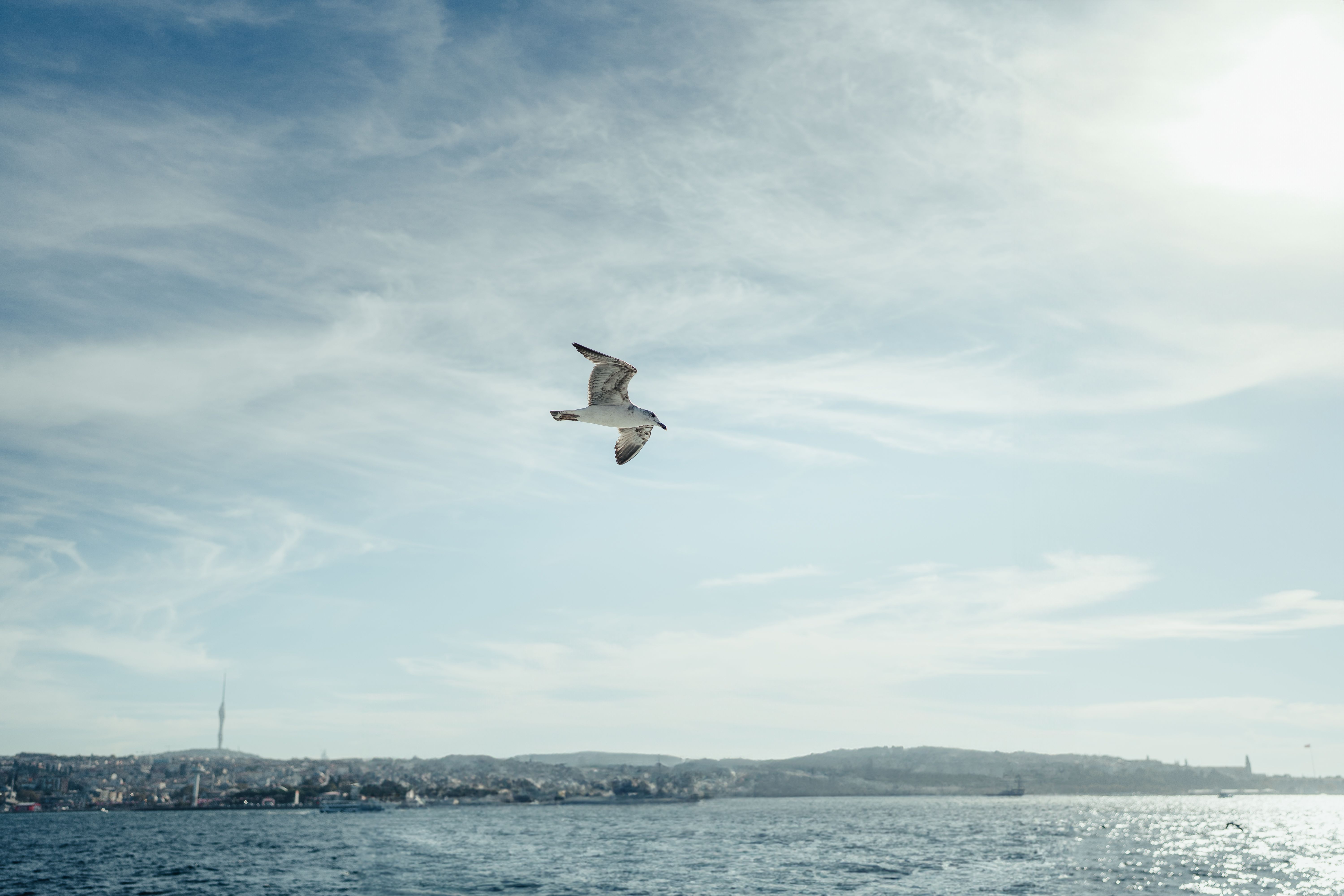 Seagull Flying over Sea in Istanbul · Free Stock Photo