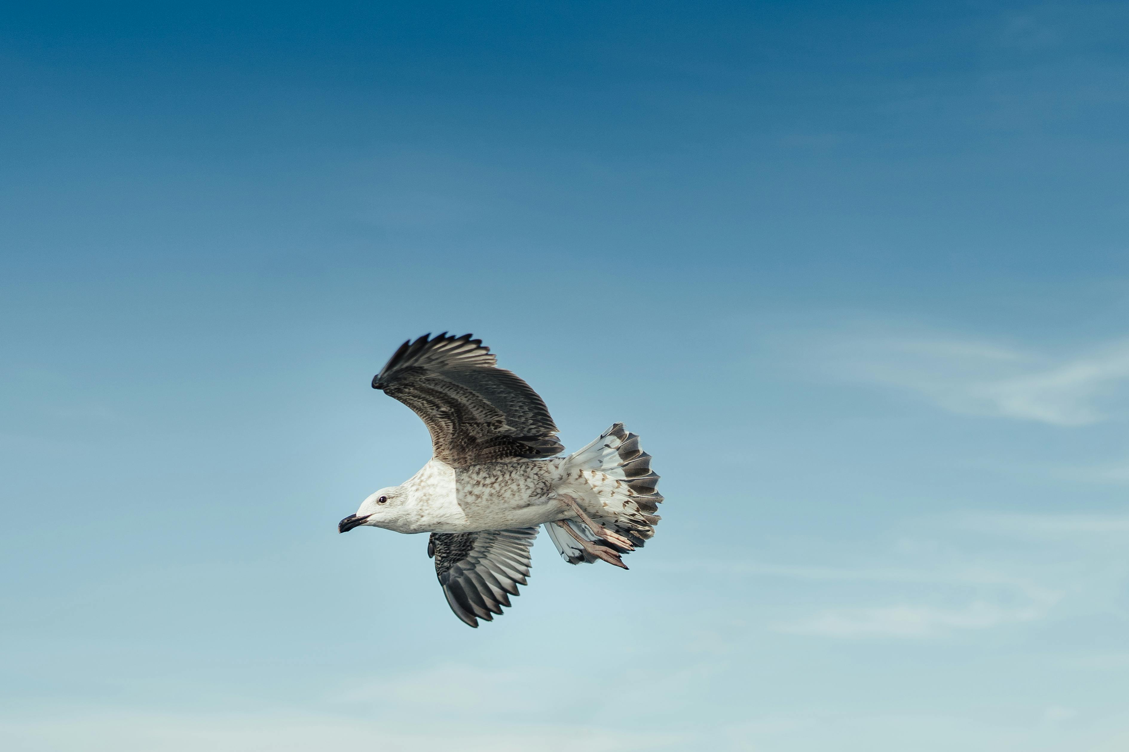 Seagull Hunting in Water · Free Stock Photo