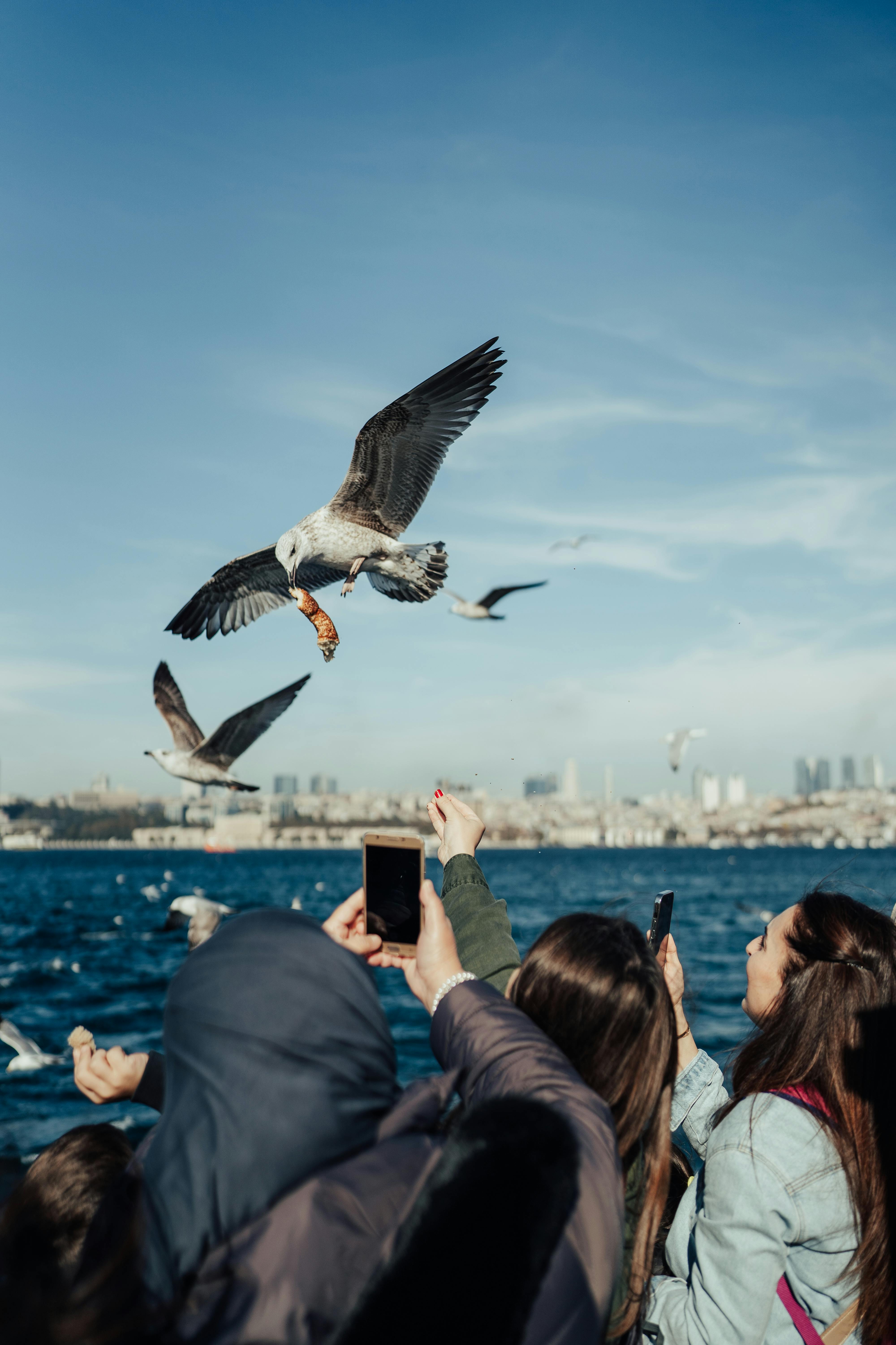 People Taking Pictures of Seagulls Flying on the Shore · Free Stock Photo