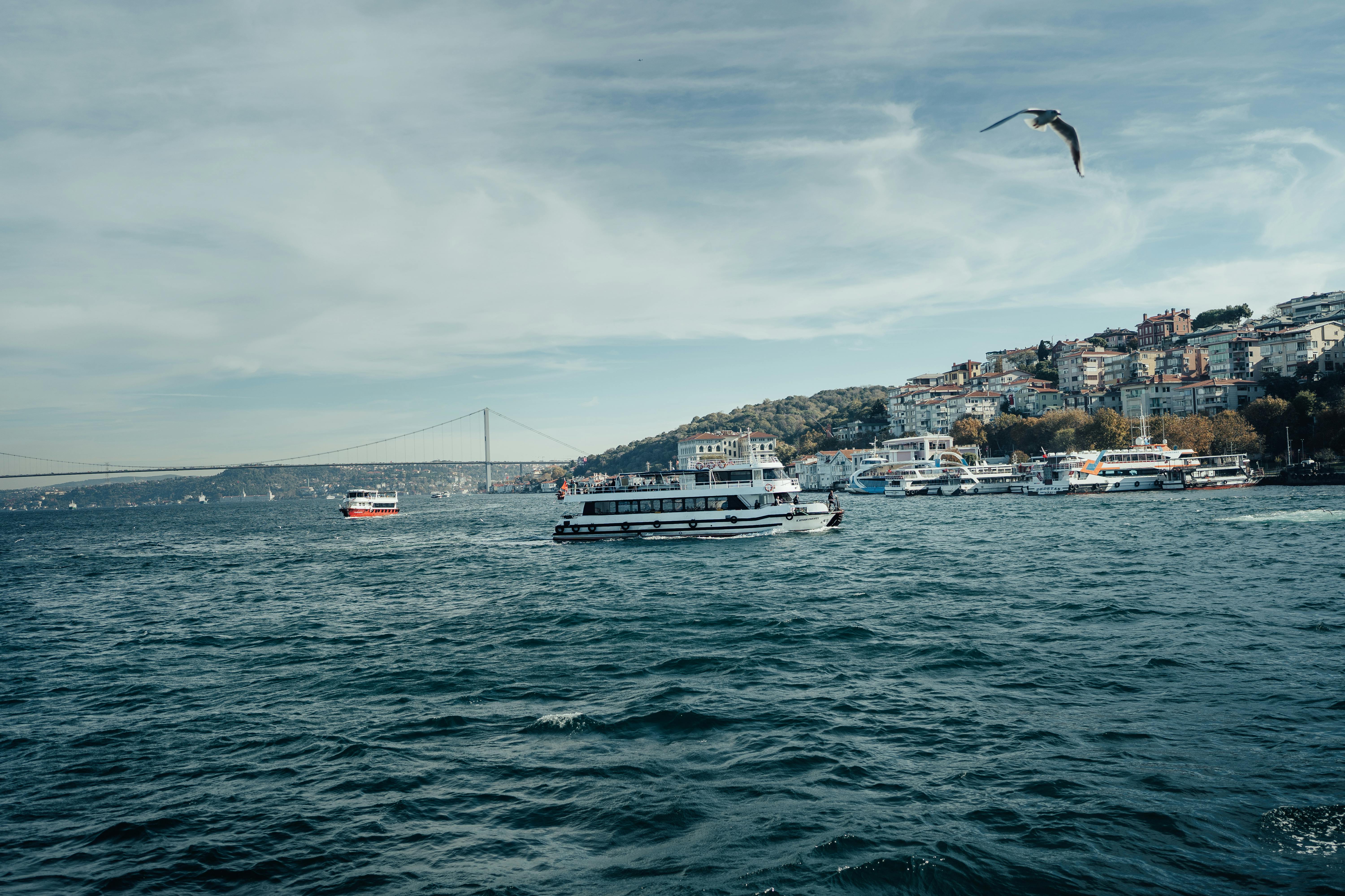 Seagull and Ferry Sailing on Sea Coast of Istanbul · Free Stock Photo