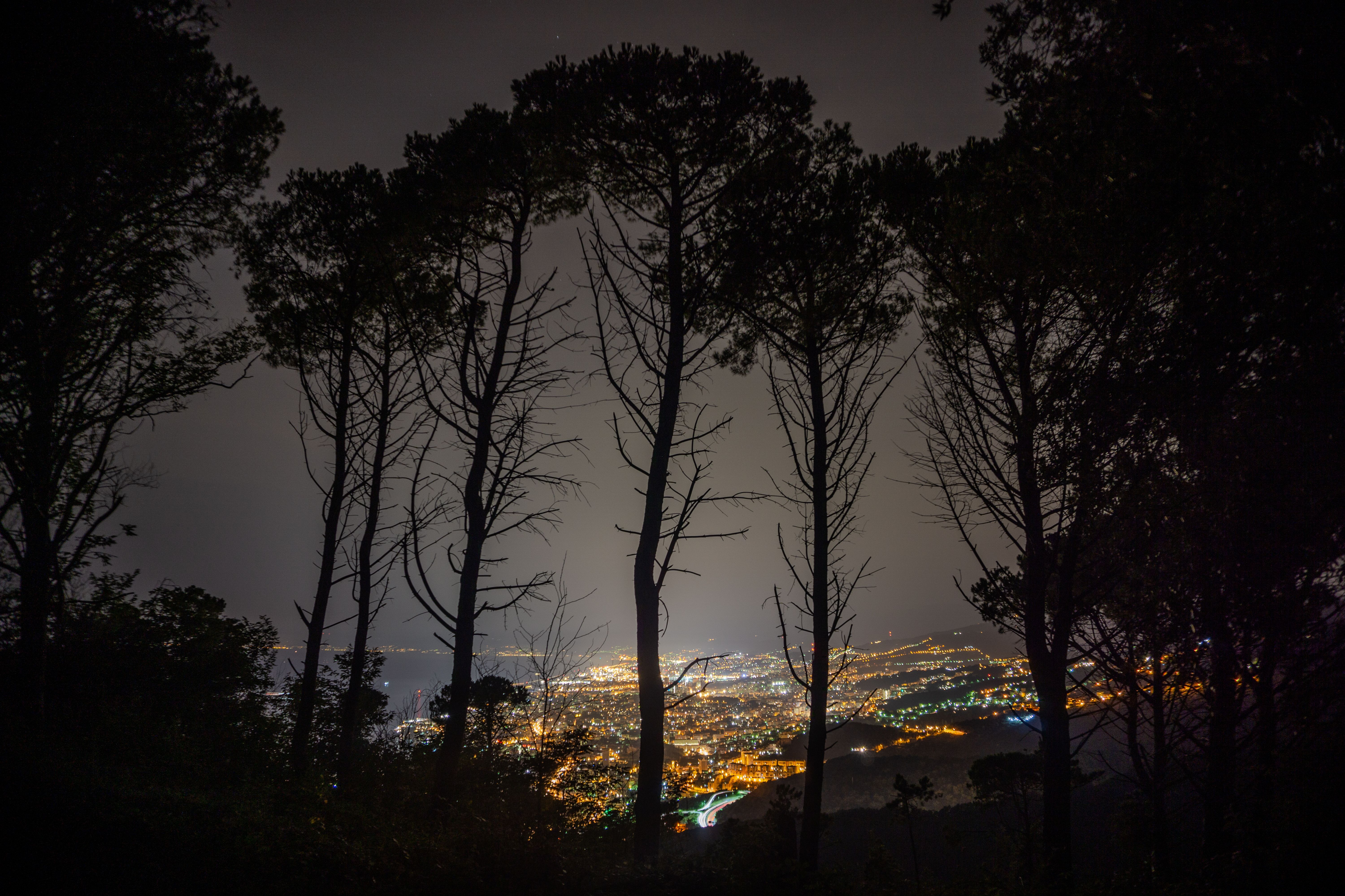 Forest with City on Coast at Night · Free Stock Photo
