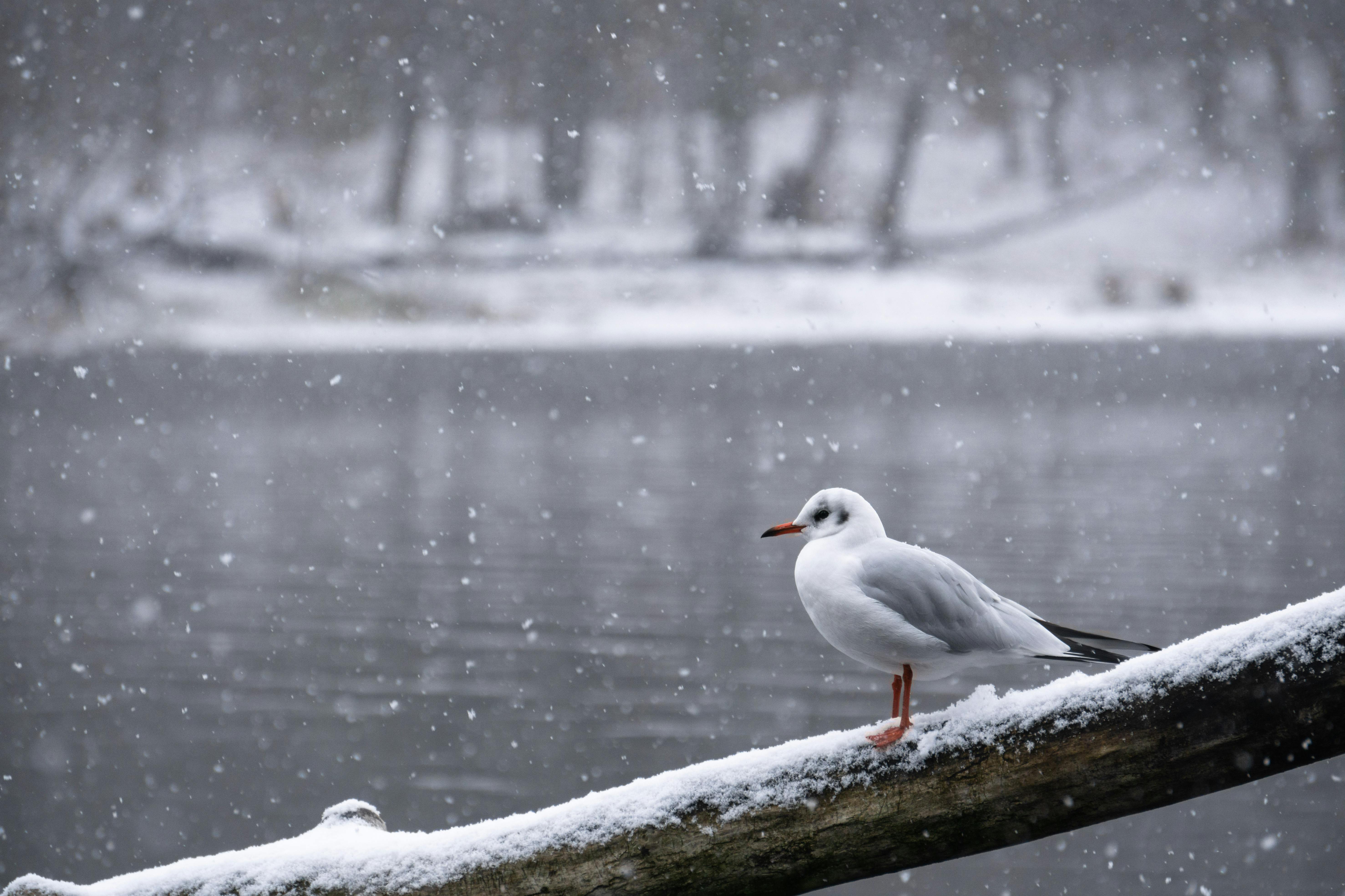 Seagull Standing on a Log Sticking Out of the River During Snowfall ...