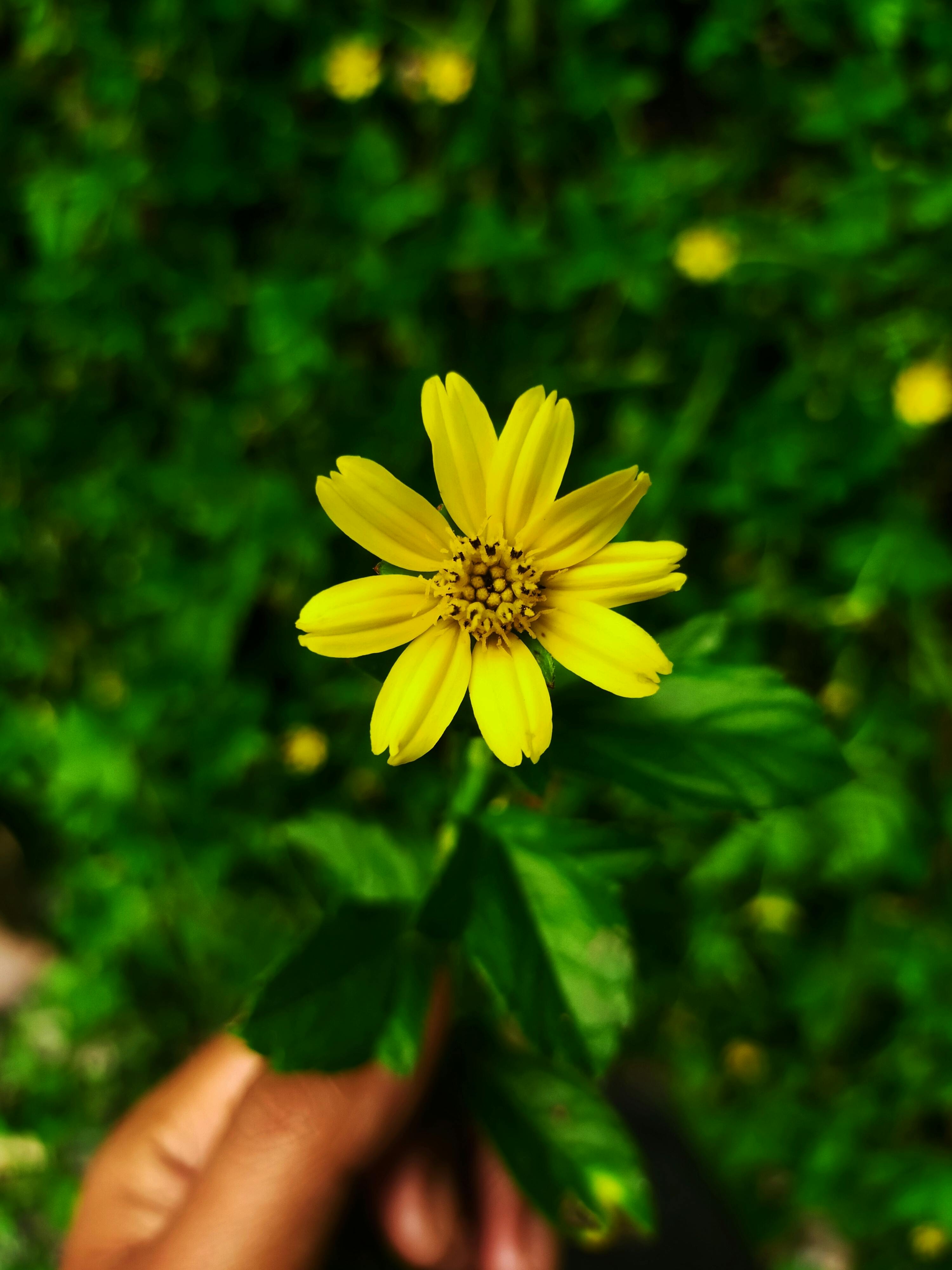 Lebra Llanera - Photography