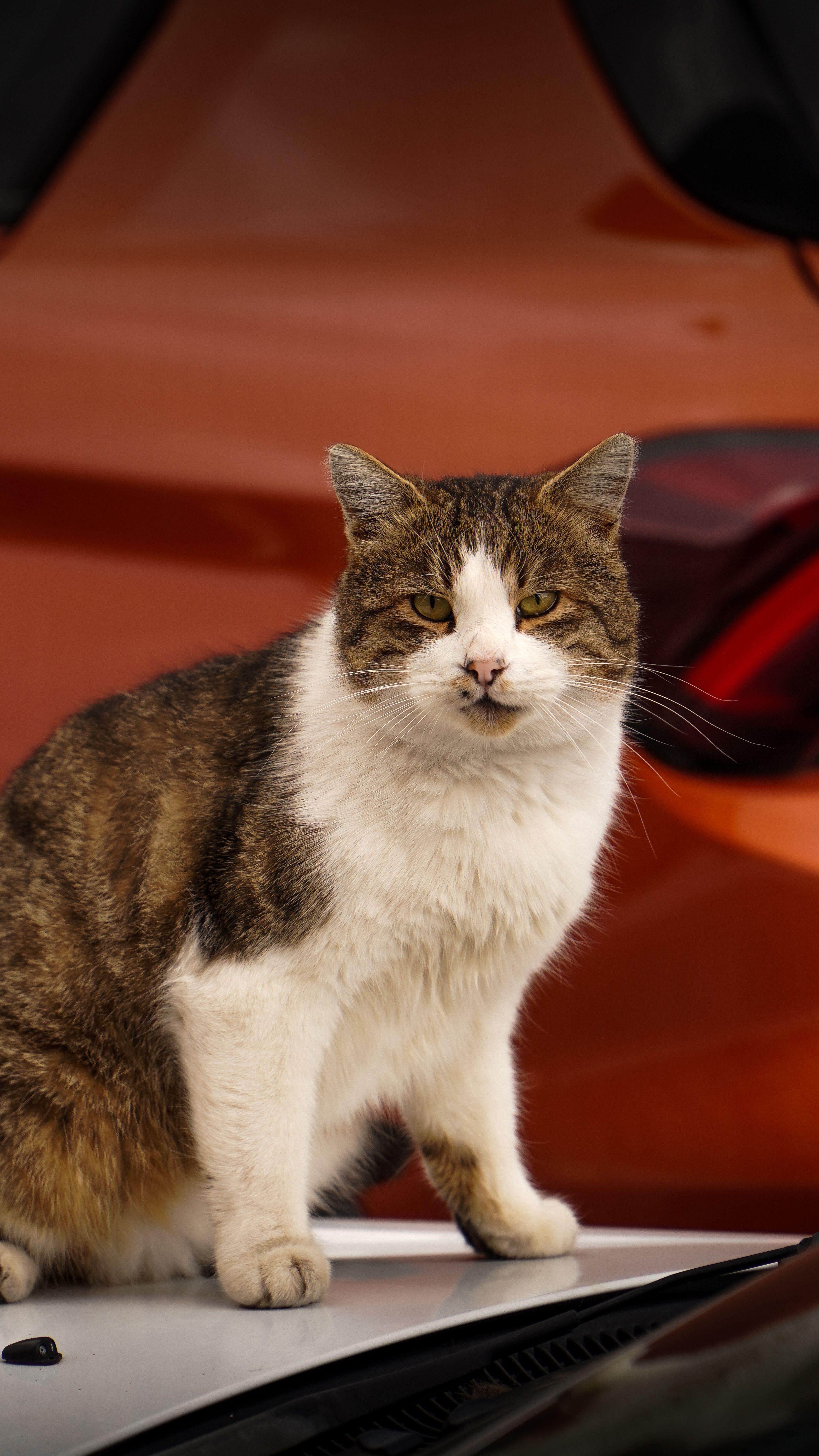 Close-up of a Cat Sitting on a Car Hood · Free Stock Photo