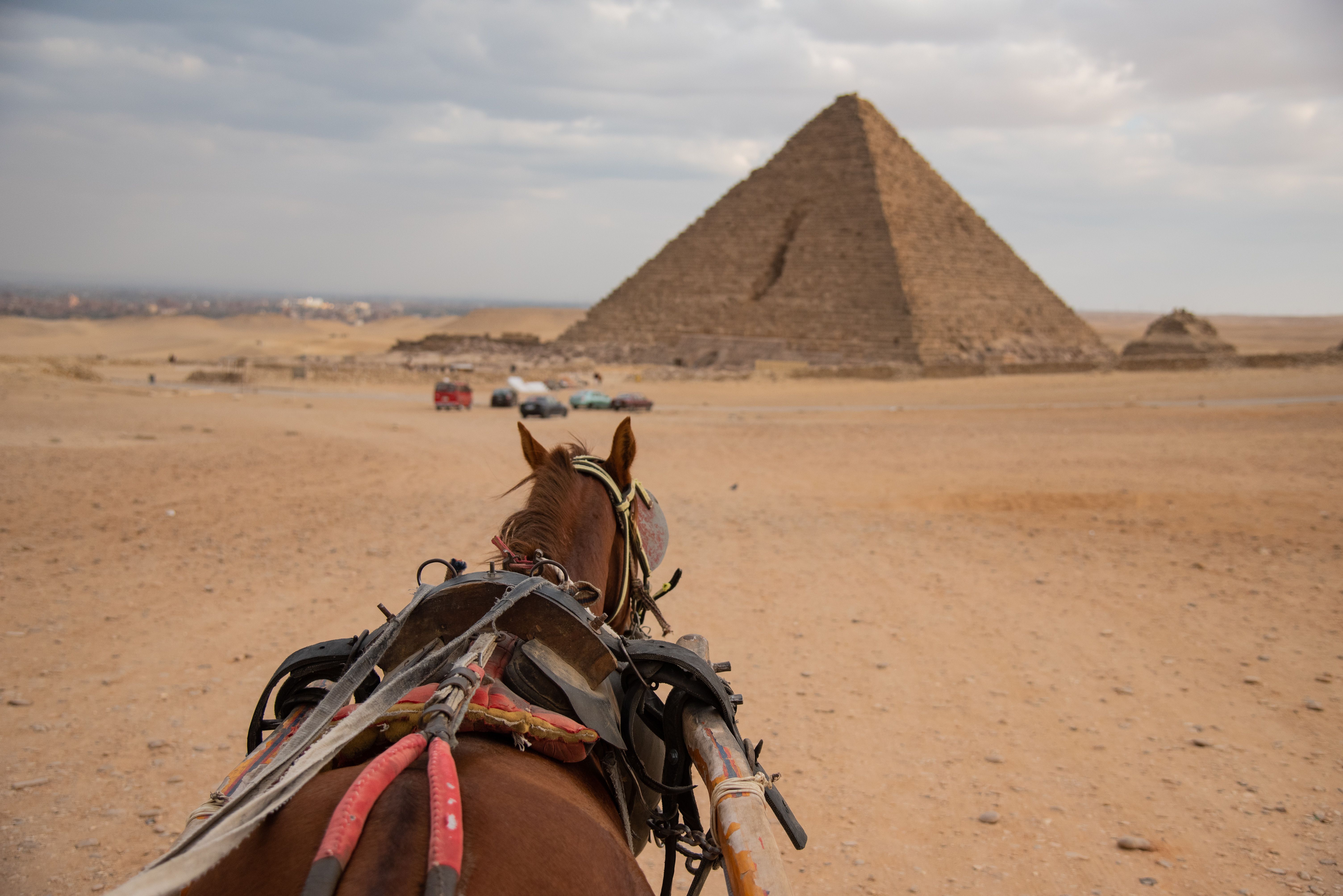 Horse and Pyramid in Giza behind · Free Stock Photo