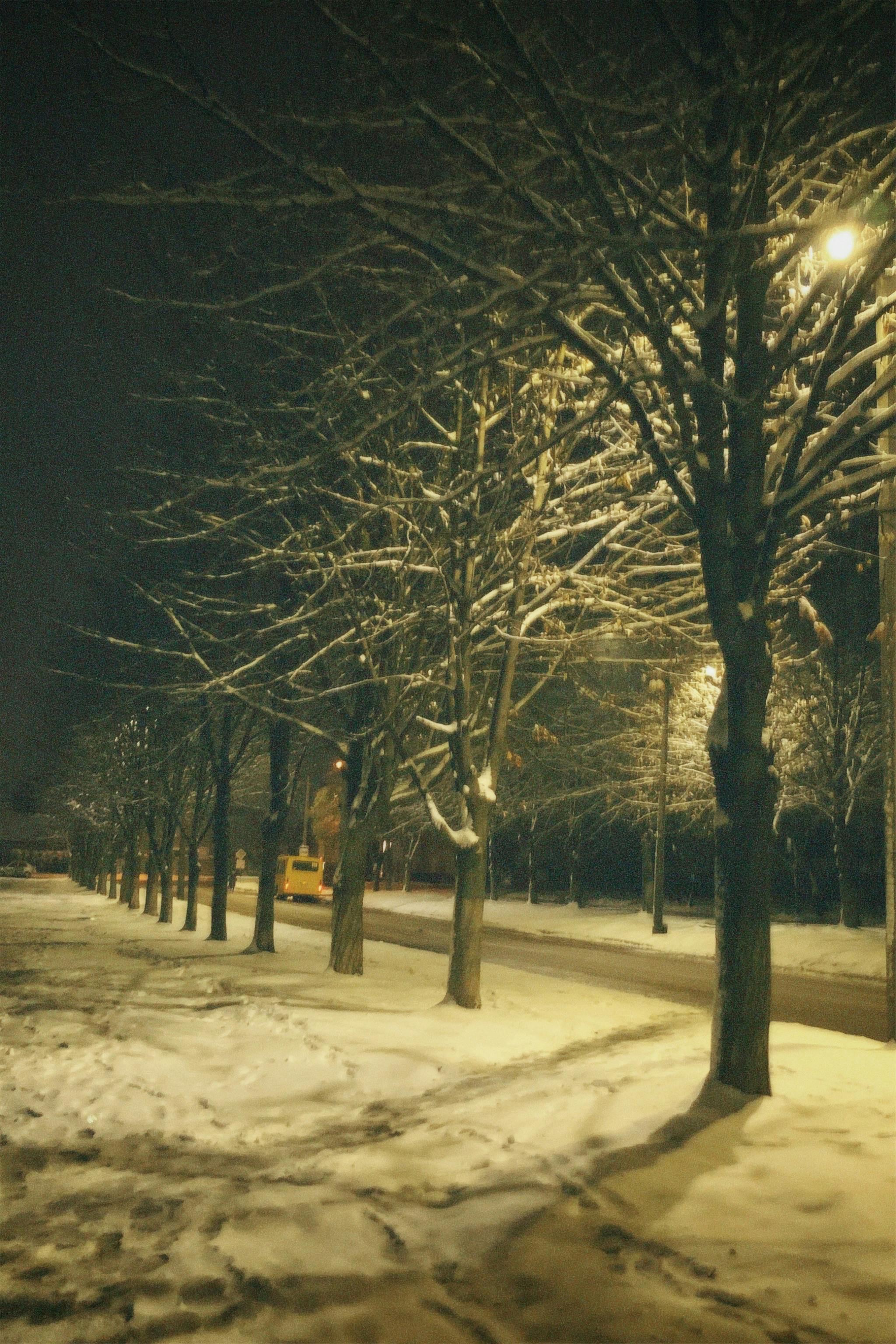 Treelined Road at Winter Night · Free Stock Photo