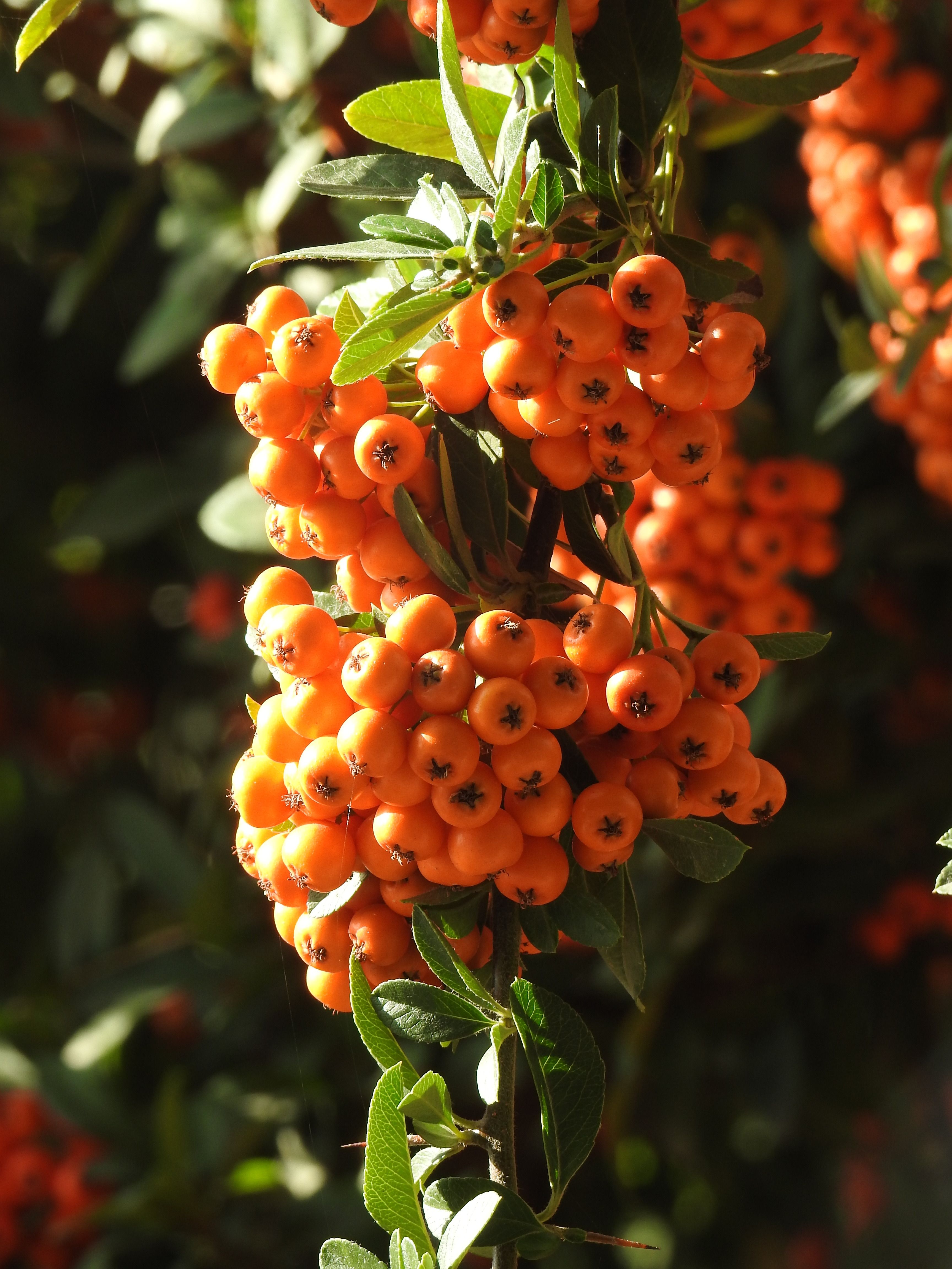 Berries And Orange Photos, Download The BEST Free Berries And Orange ...
