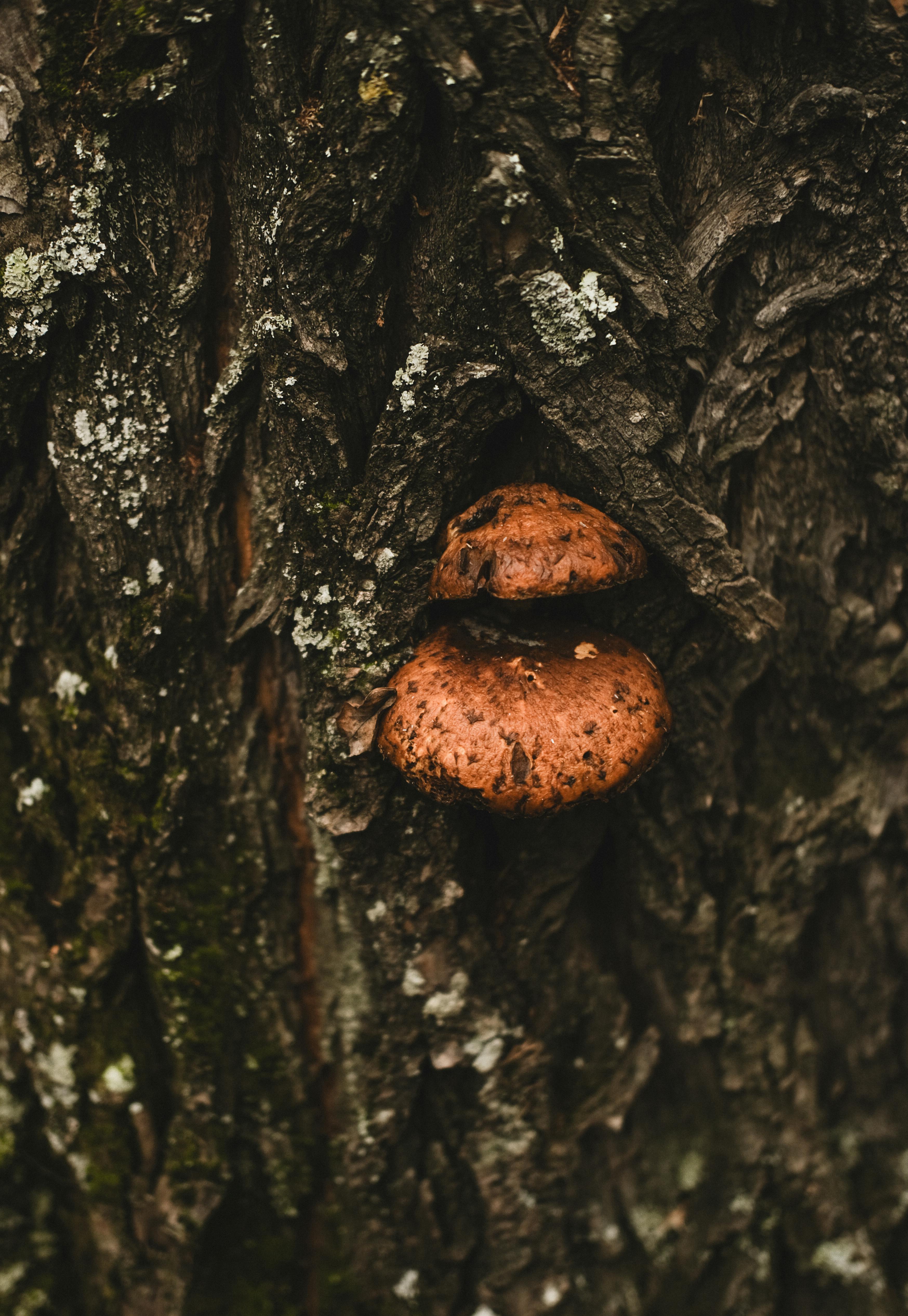 Mushroom on a Tree · Free Stock Photo