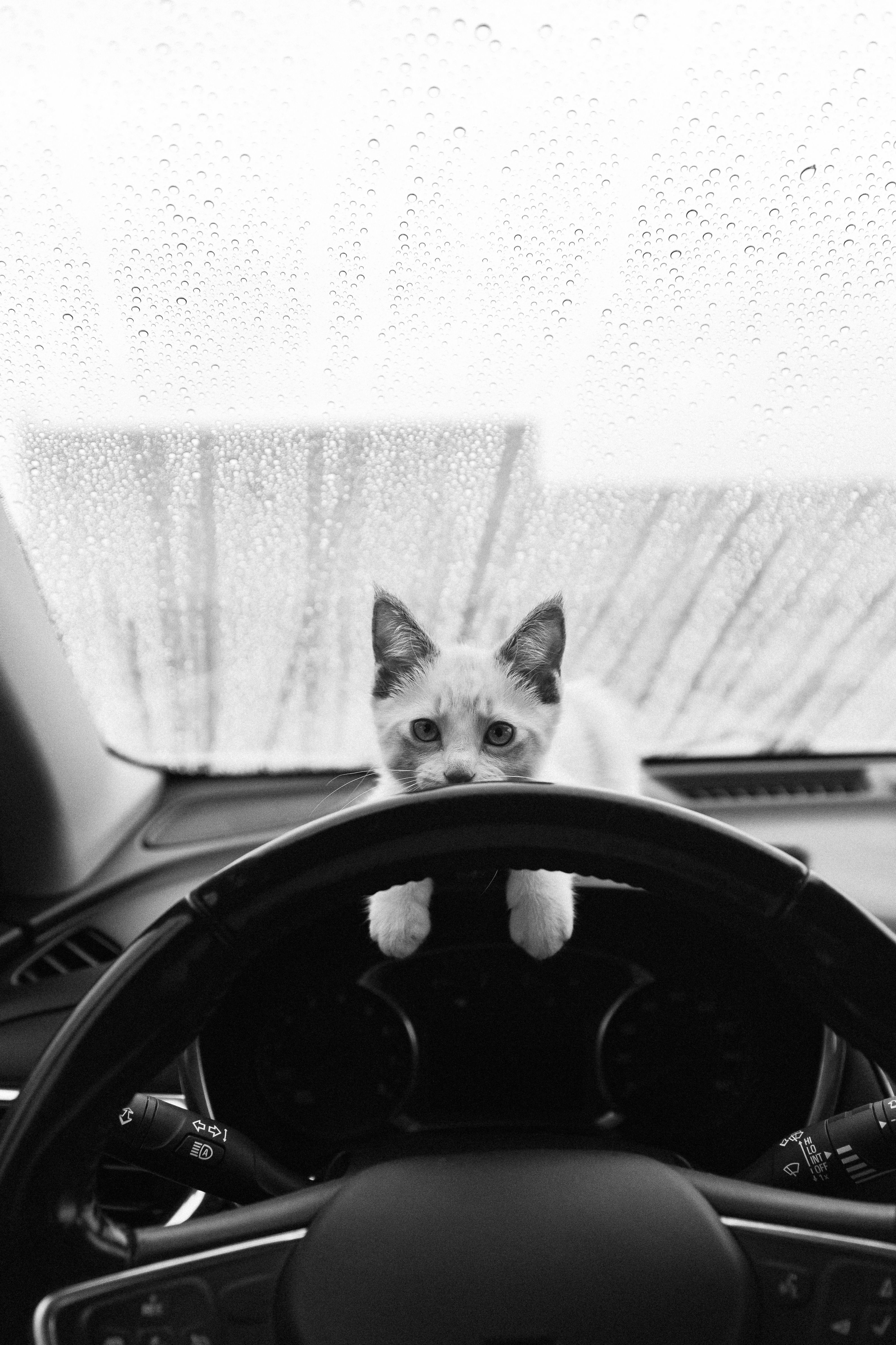 Kitten Lying Down on Steering Wheel · Free Stock Photo