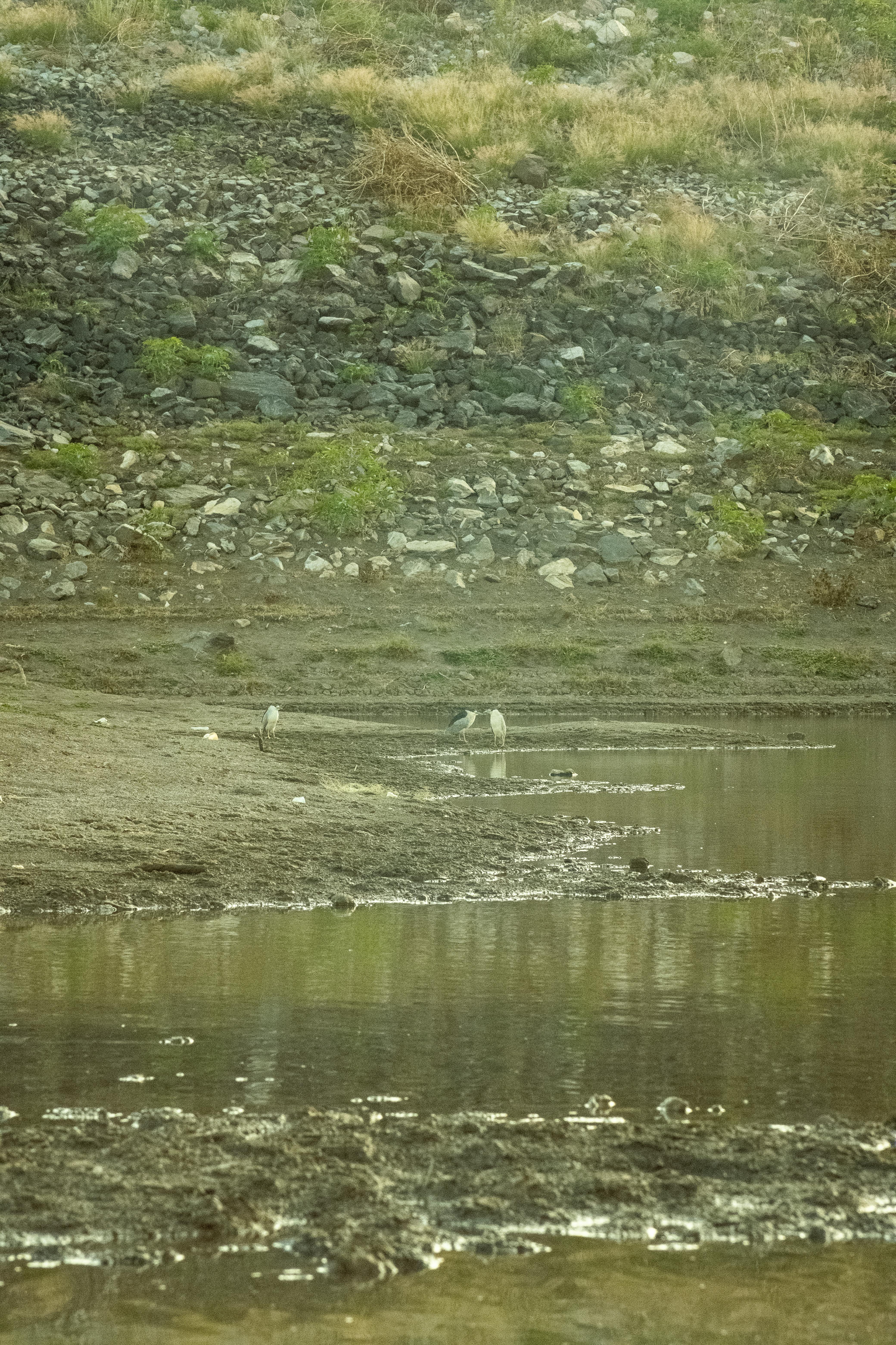 Filing Birds Photos, Download The BEST Free Filing Birds Stock Photos ...