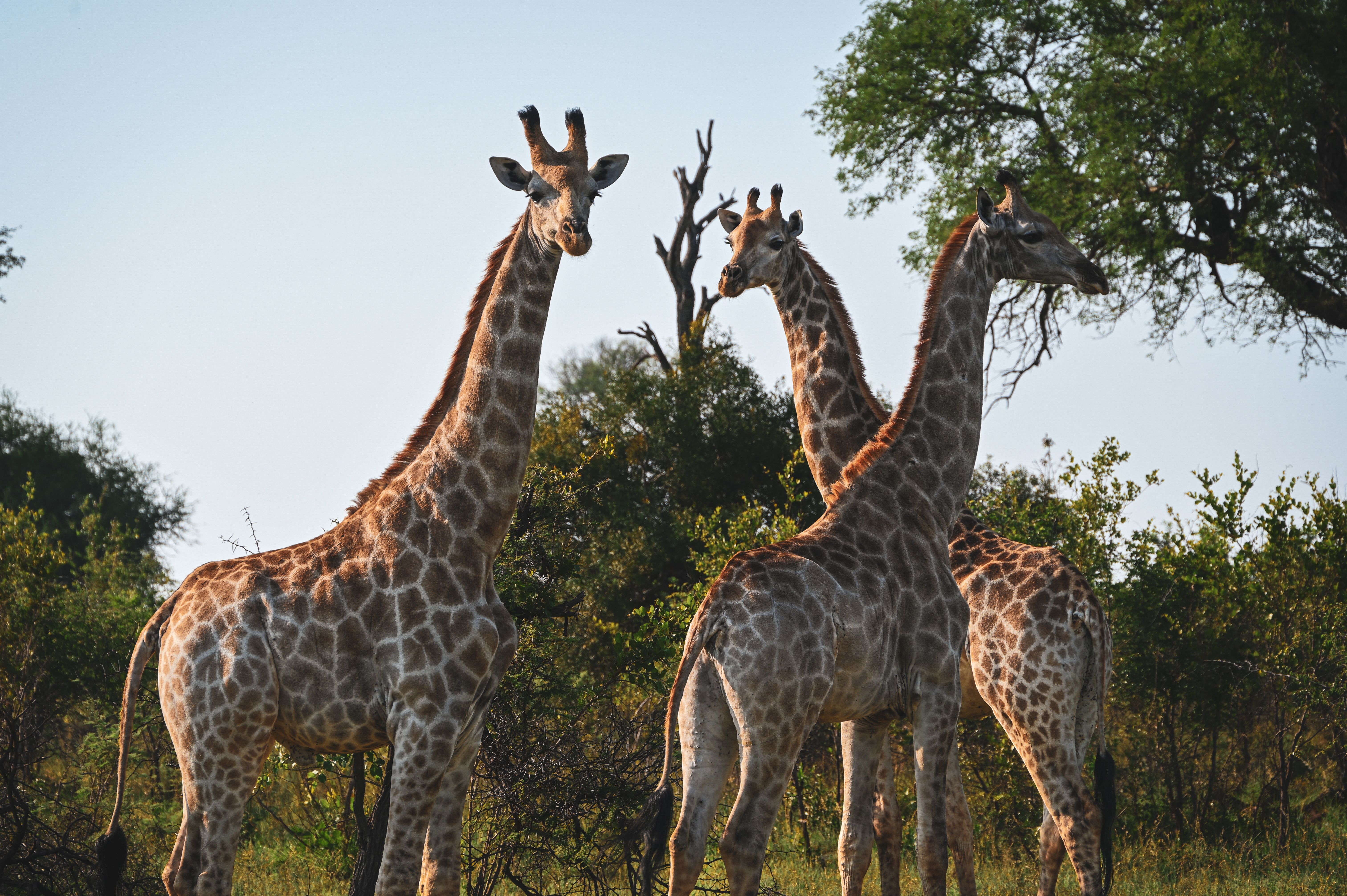 Giraffes in Nature · Free Stock Photo