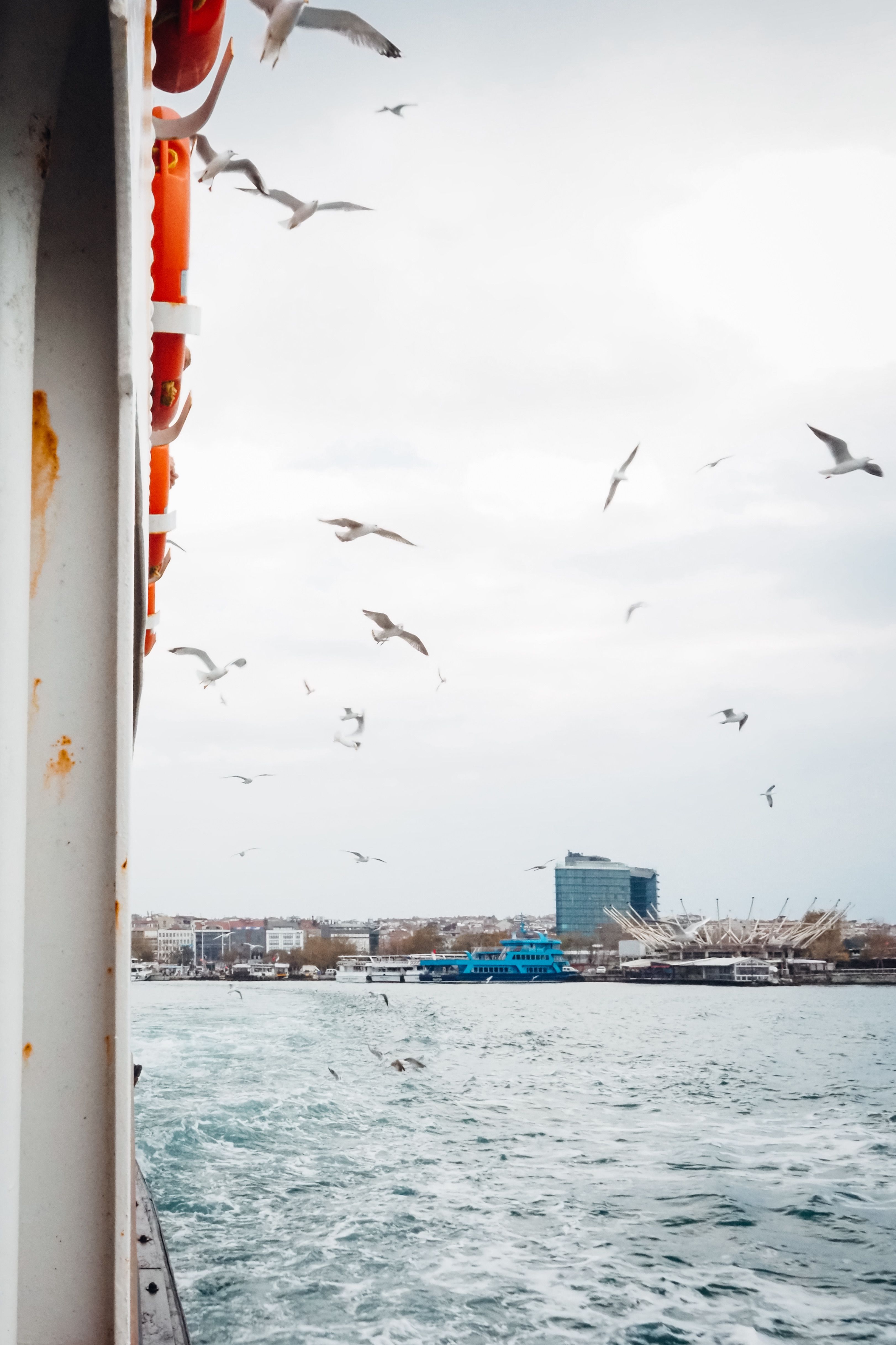 Seagulls Flying by Ferry · Free Stock Photo