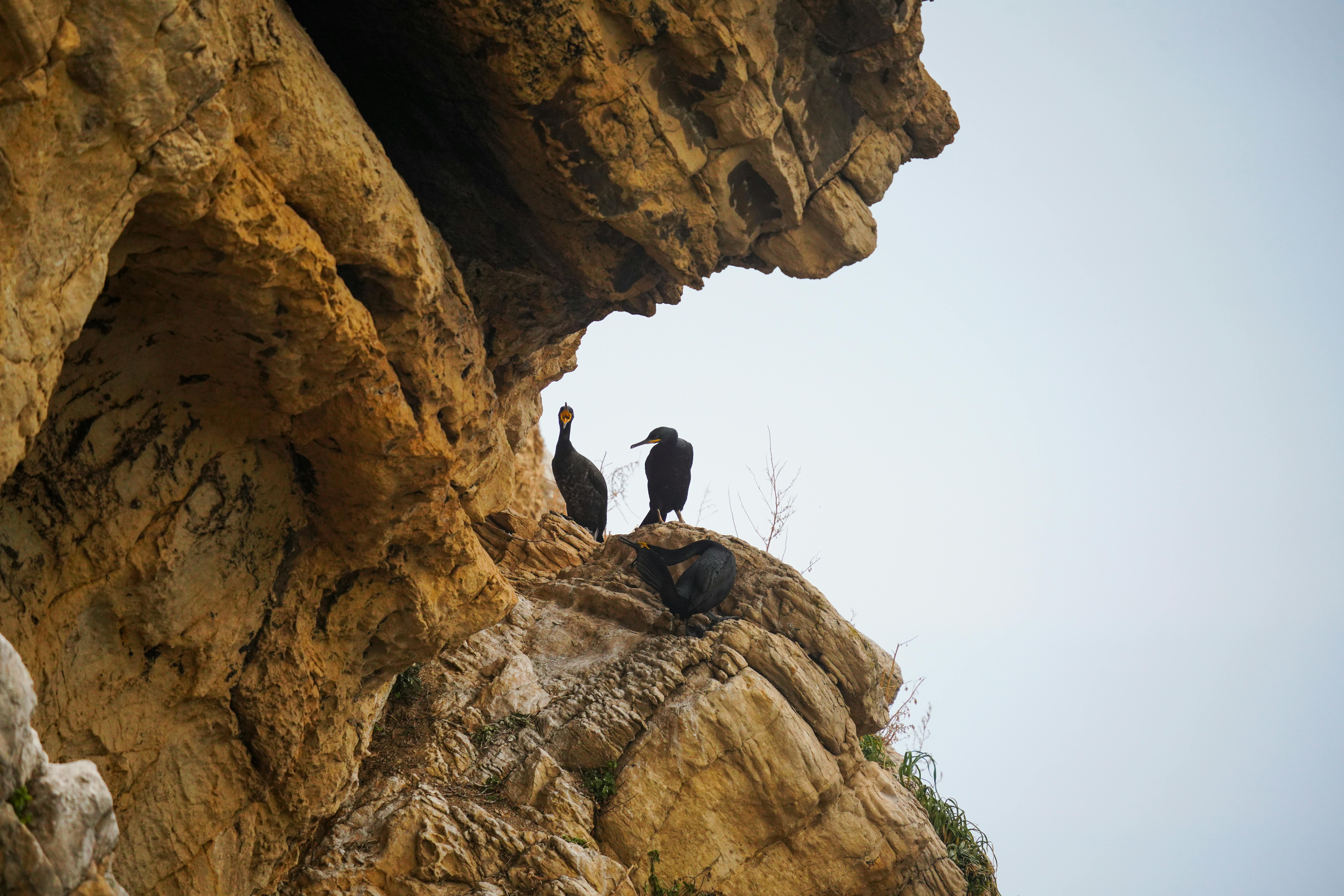 Cliff Dwelling Birds Photos, Download The BEST Free Cliff Dwelling ...