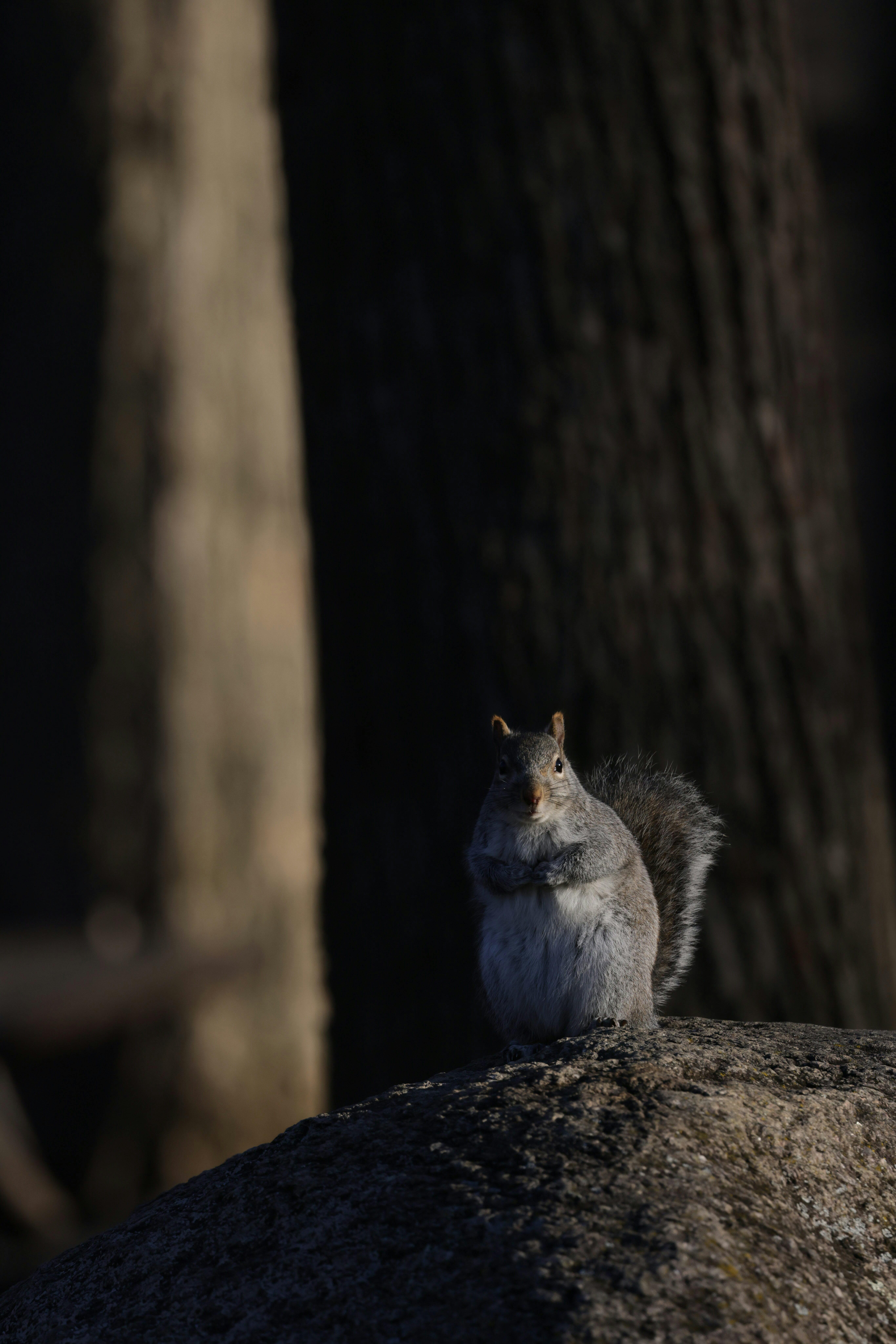 Animated Squirrel Photos, Download The BEST Free Animated Squirrel ...