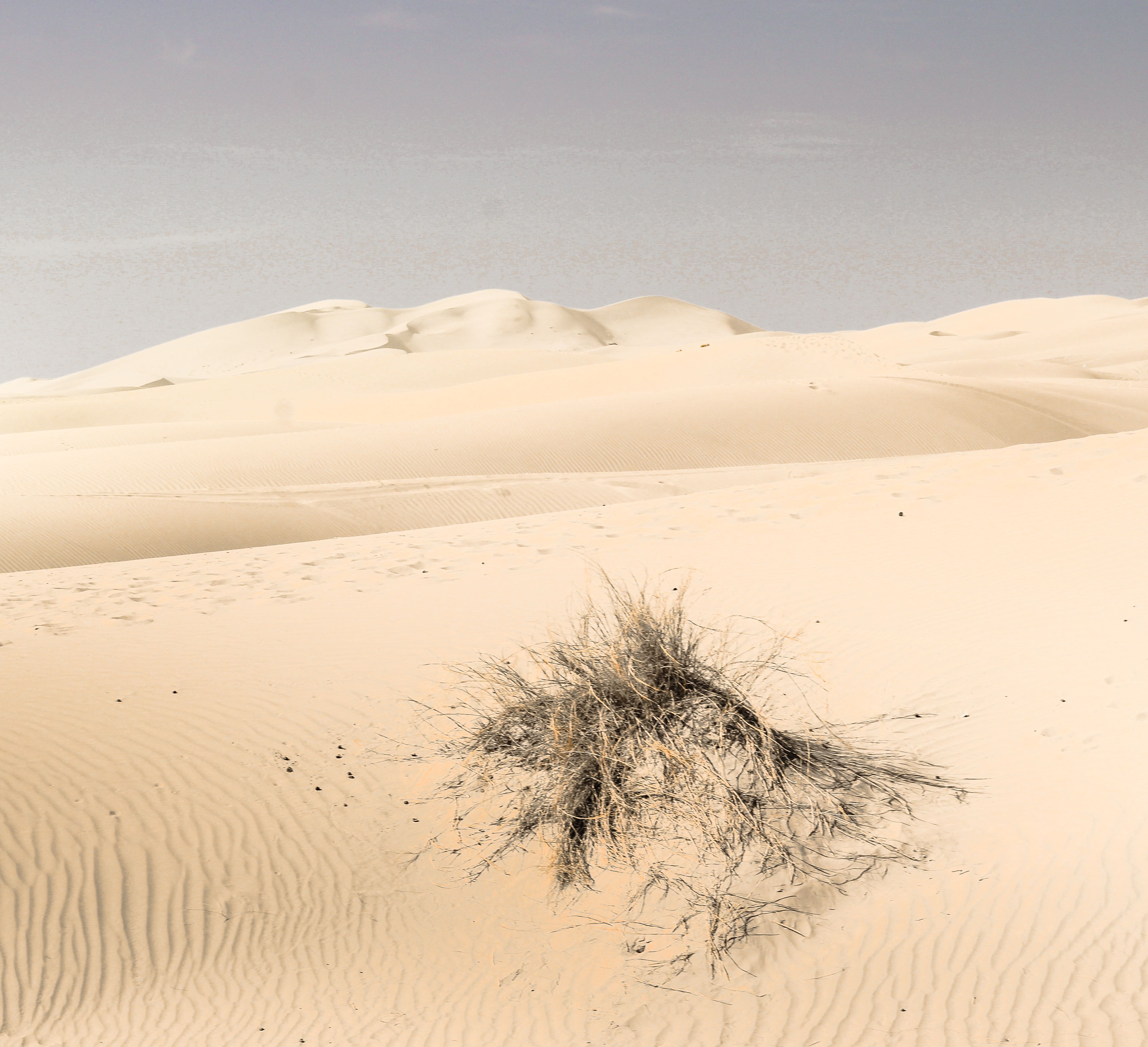 Desert Field · Free Stock Photo