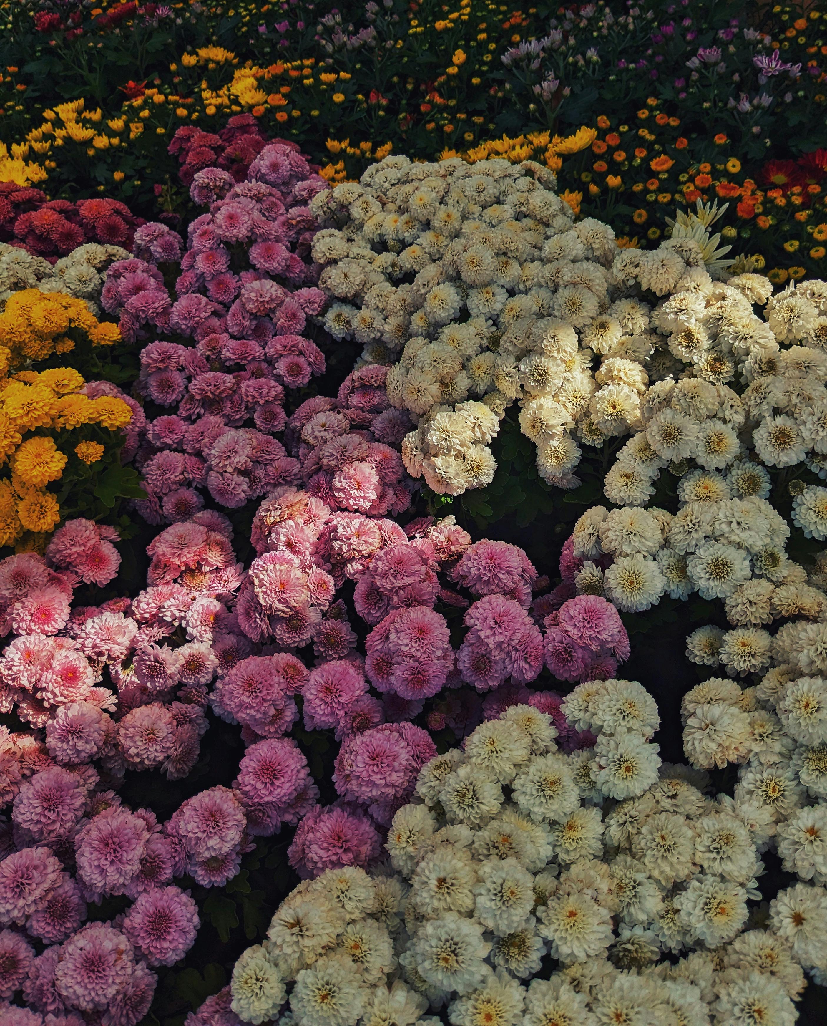 Albin Biju - Fotografía