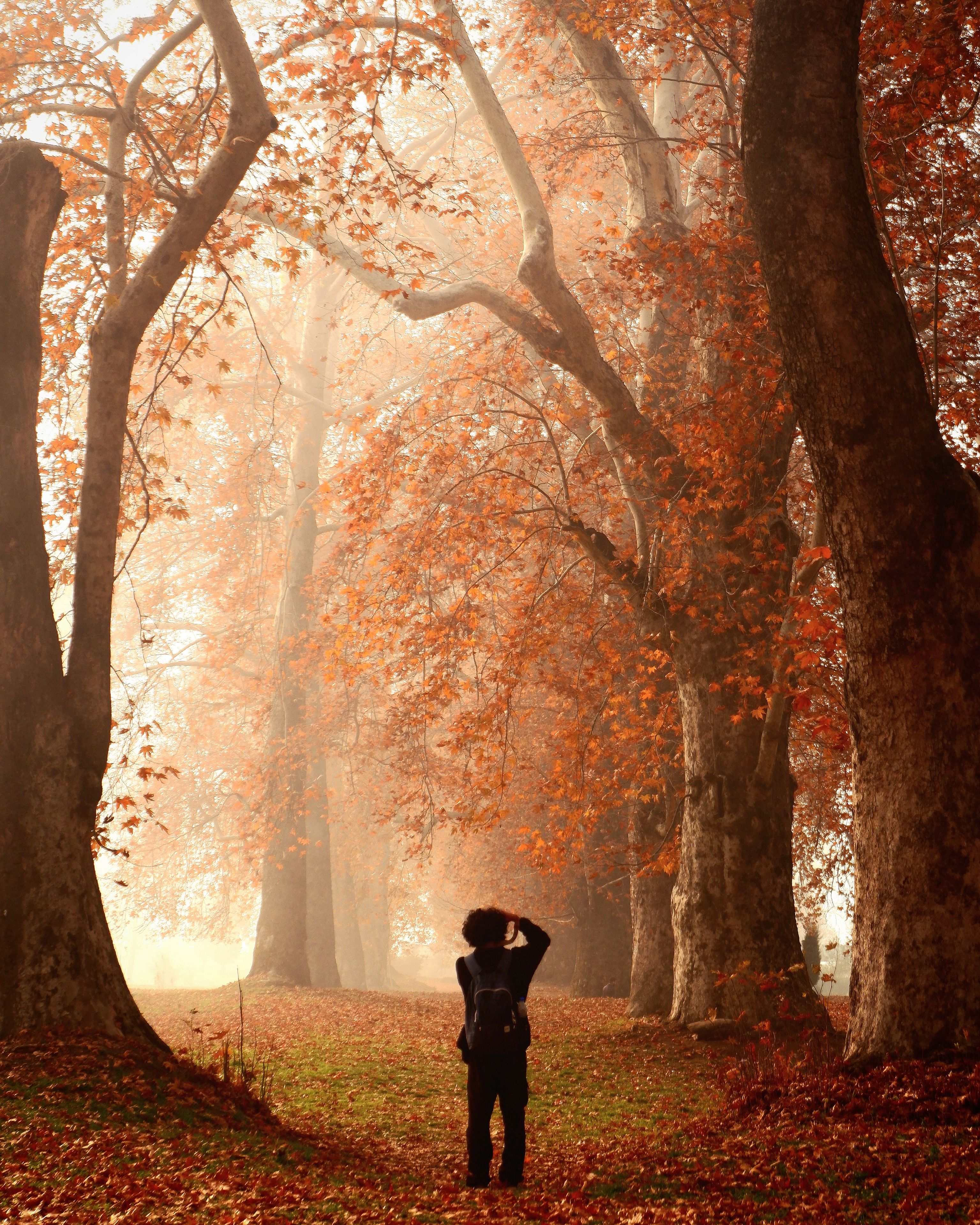 Photographer Taking Photos of Autumn Forest in Foggy Morning · Free ...