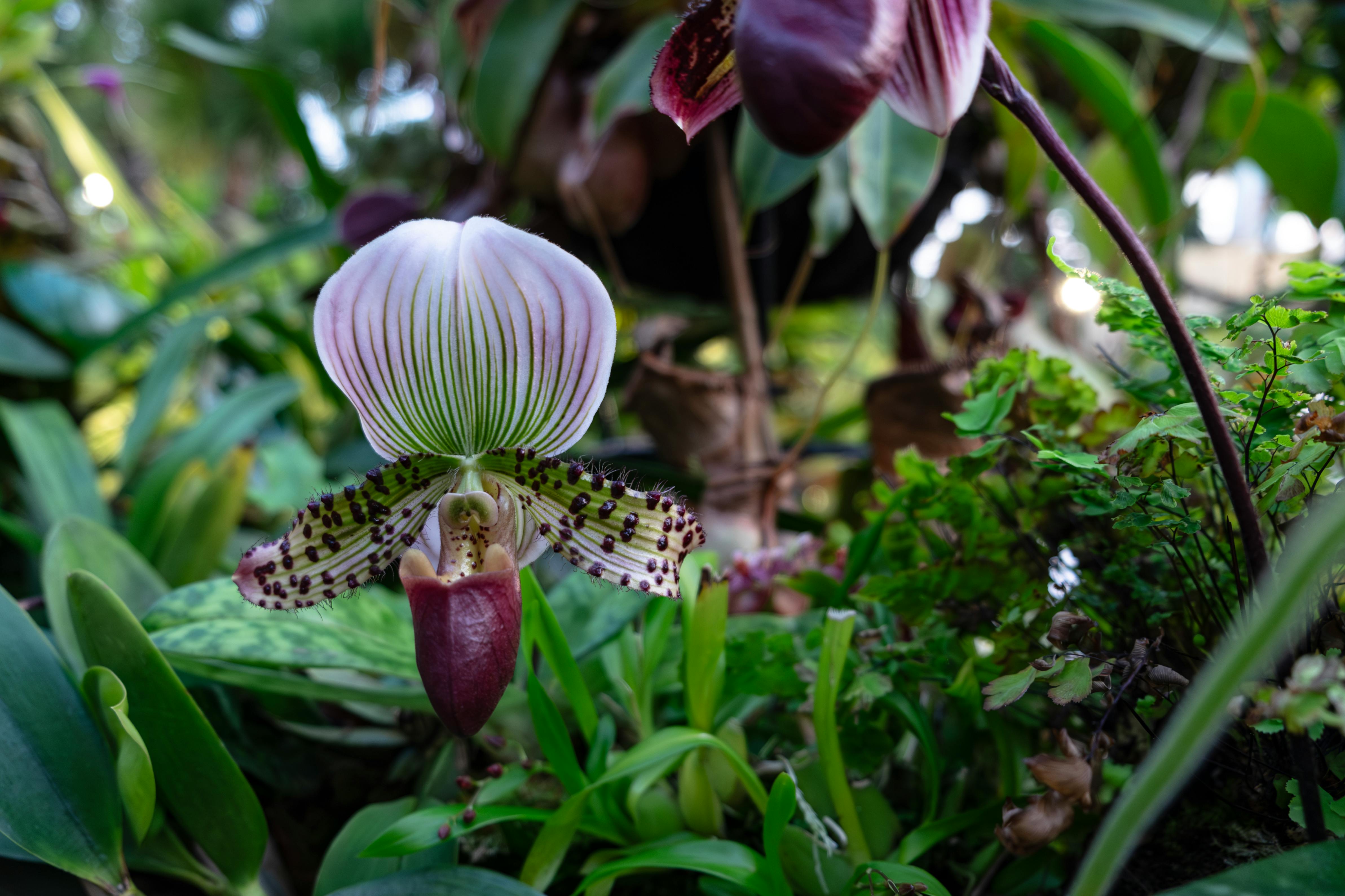 Ethan Tran - Photography