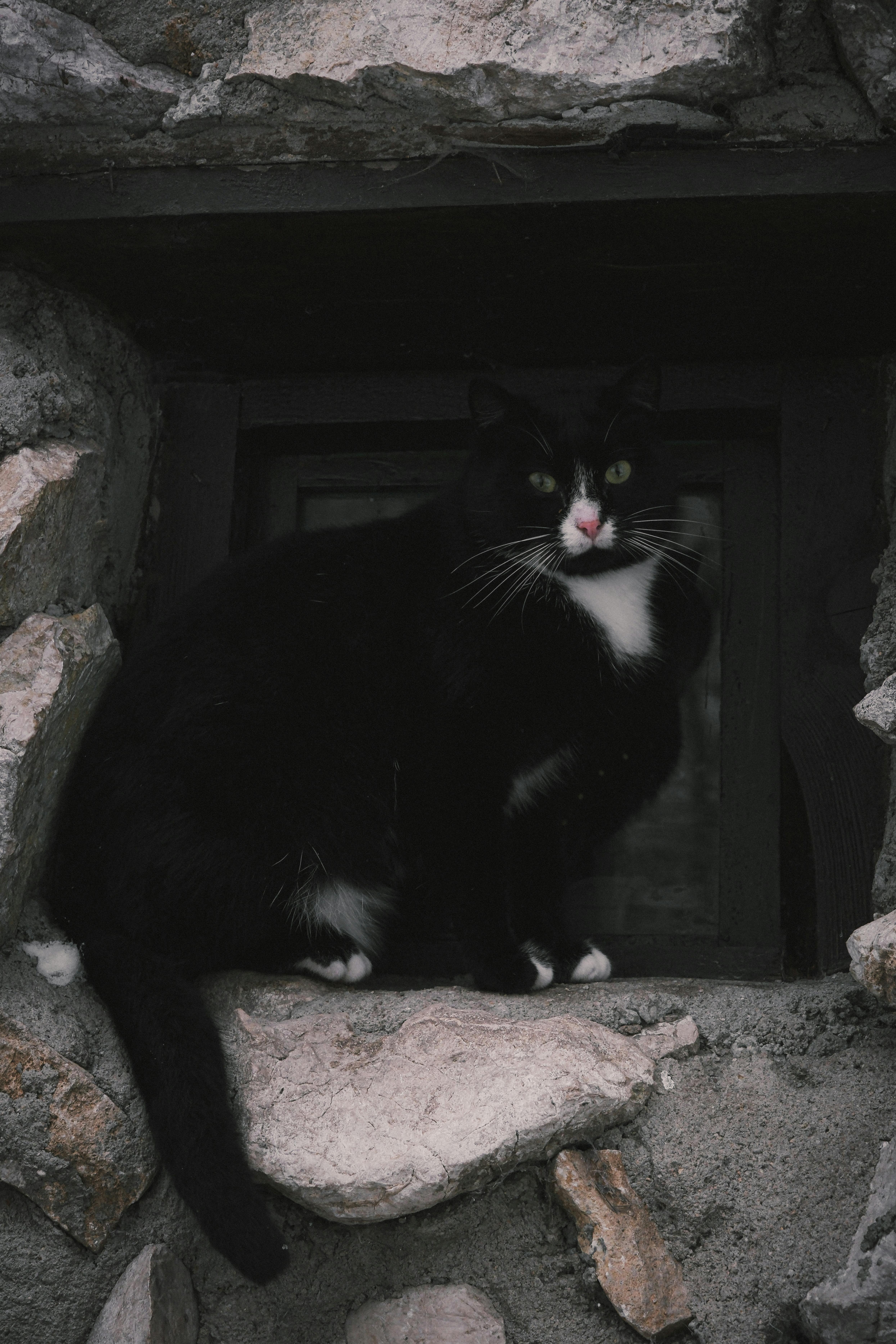 Cat Sitting in a Stone Hole · Free Stock Photo