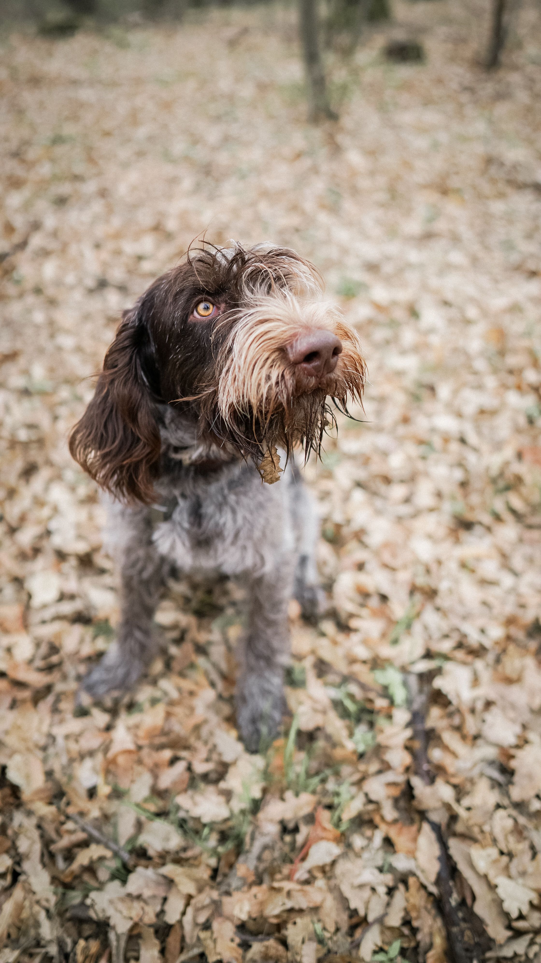 Furry Dog in a Forest · Free Stock Photo