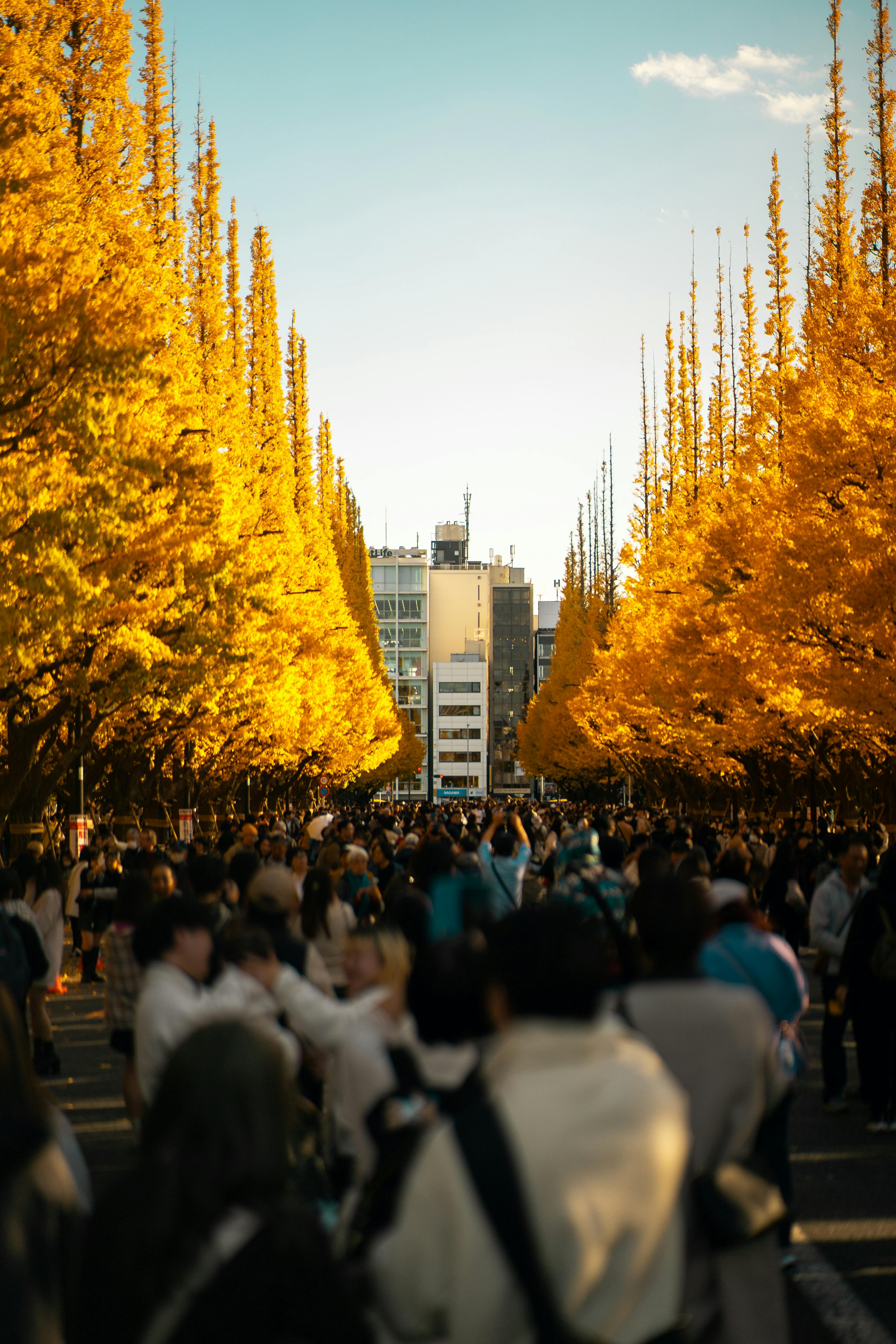 Crowd in Alley of Trees in Autumn · Free Stock Photo