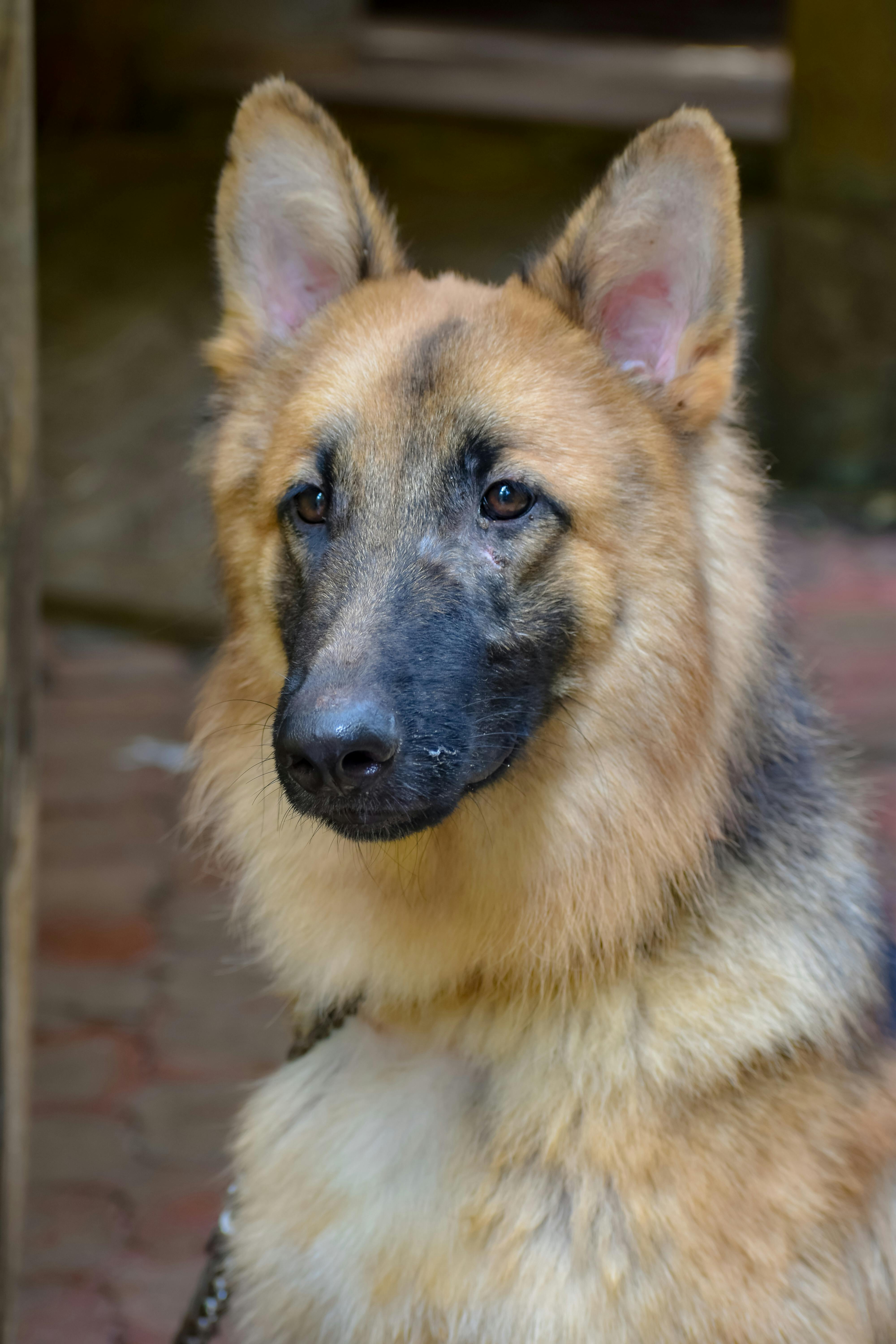 Nodding Head Photos, Download The BEST Free Nodding Head Stock Photos ...