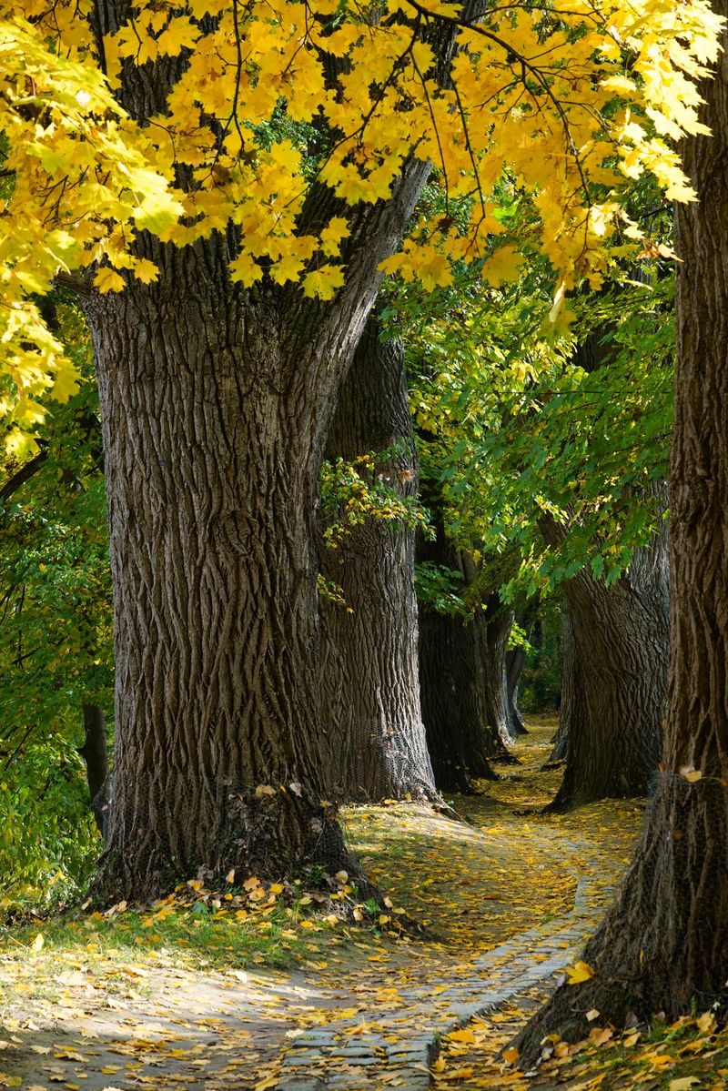 Lots Of Yellow 142 Photos & Videos Collected by Lisa from Pexels