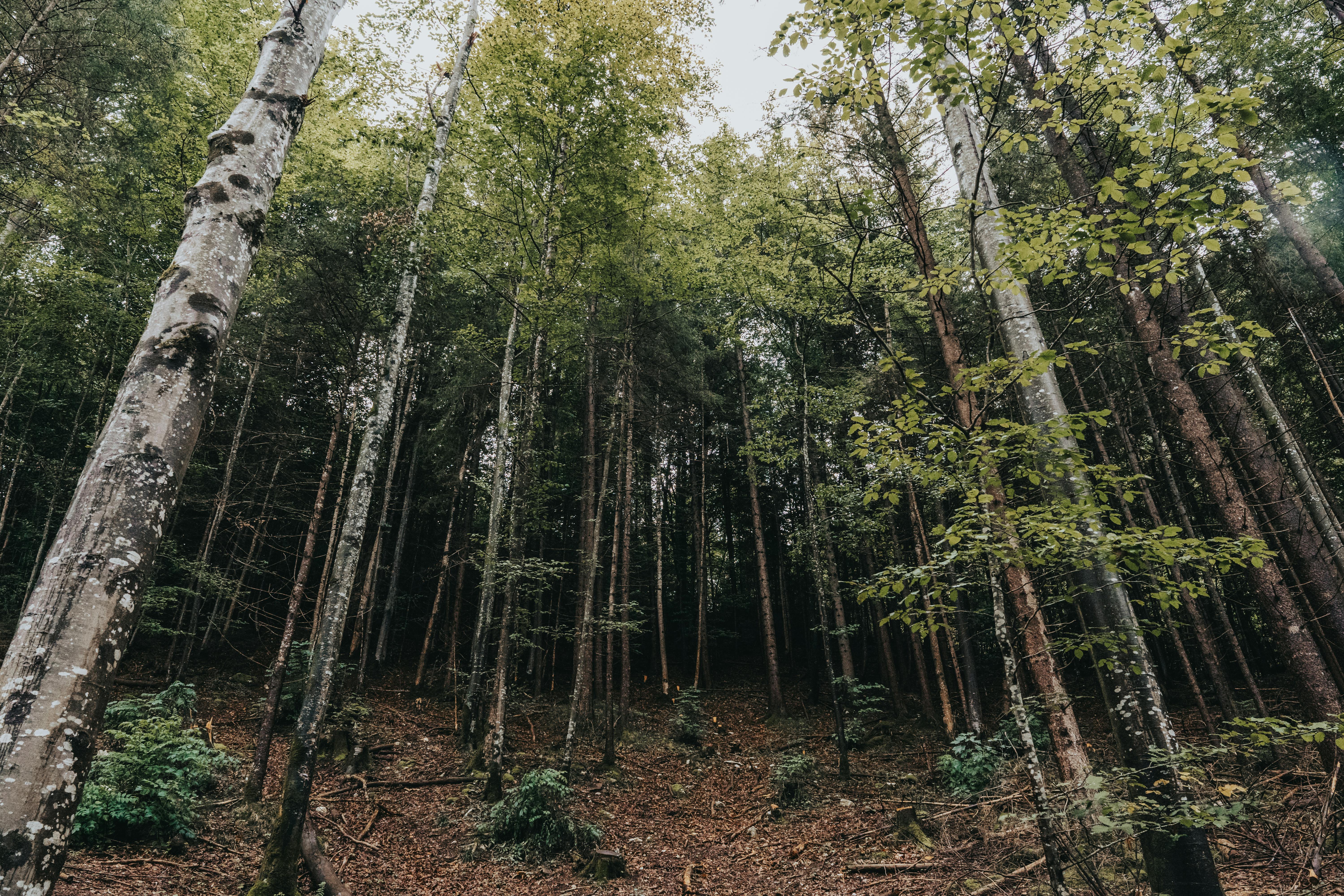Forest in Eye Fish Lens Camera · Free Stock Photo