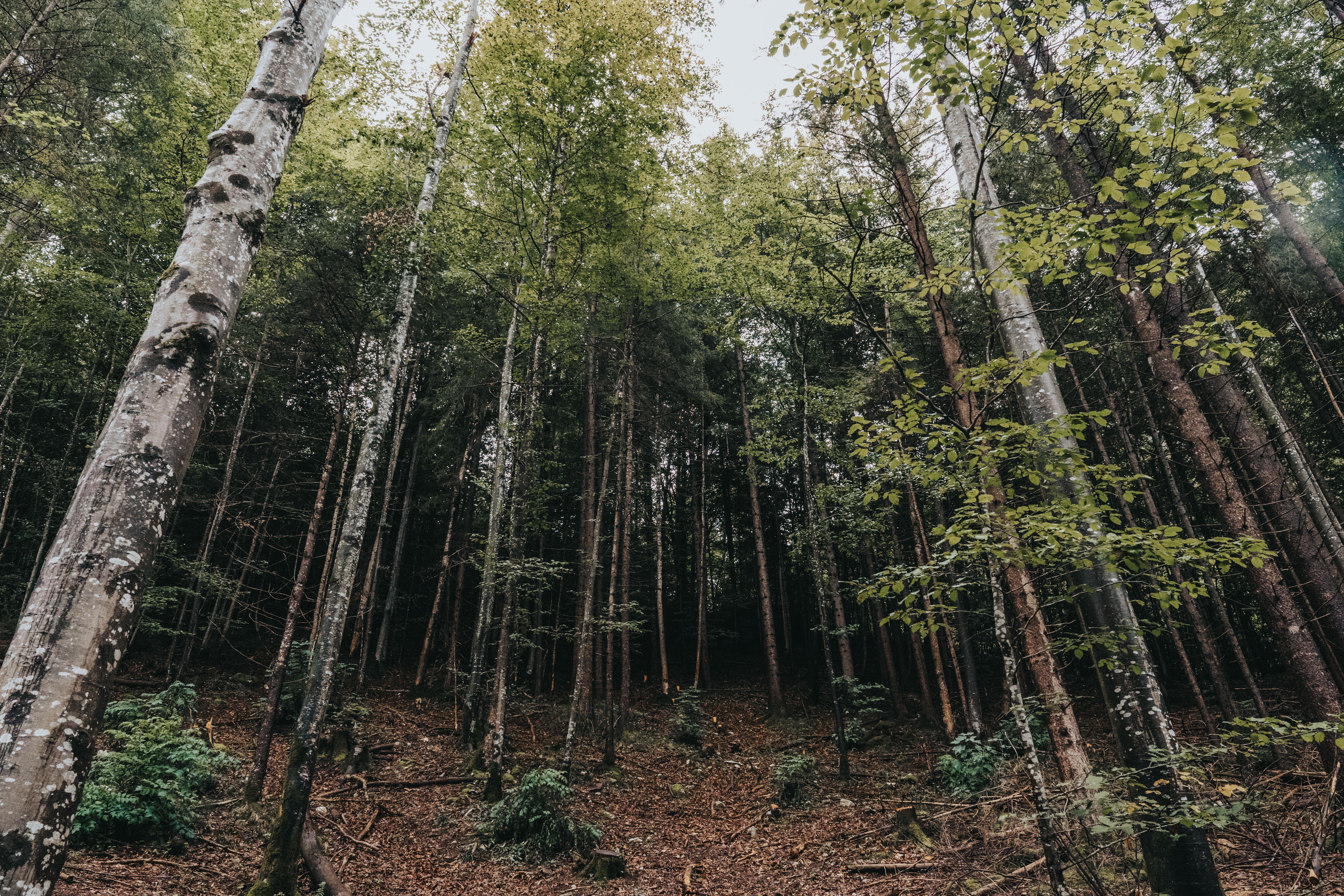 Foto de stock gratuita sobre al aire libre, alemania, arboles, baiern ...