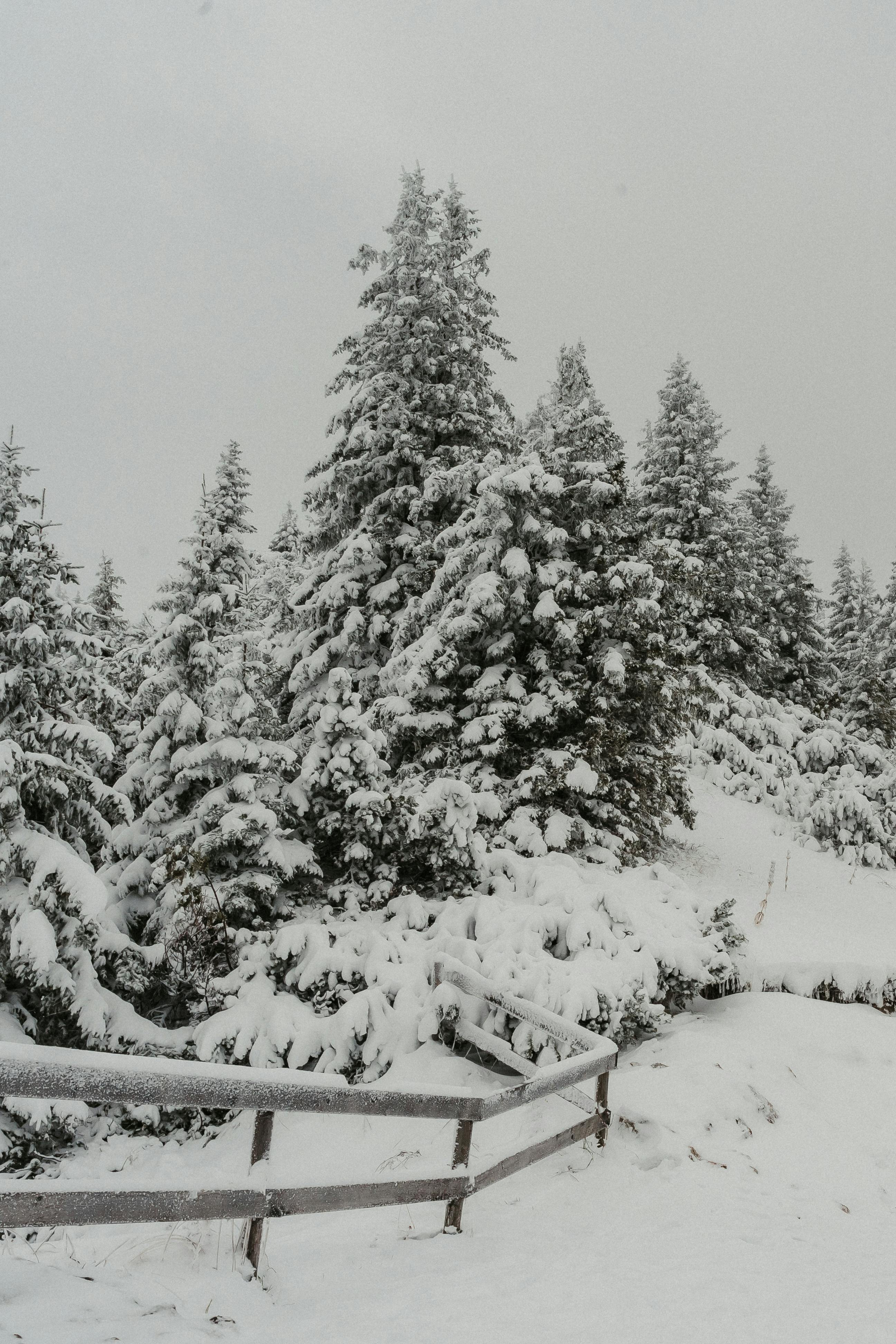 Wooden Fence Ending in Conifer Snowed Forest · Free Stock Photo