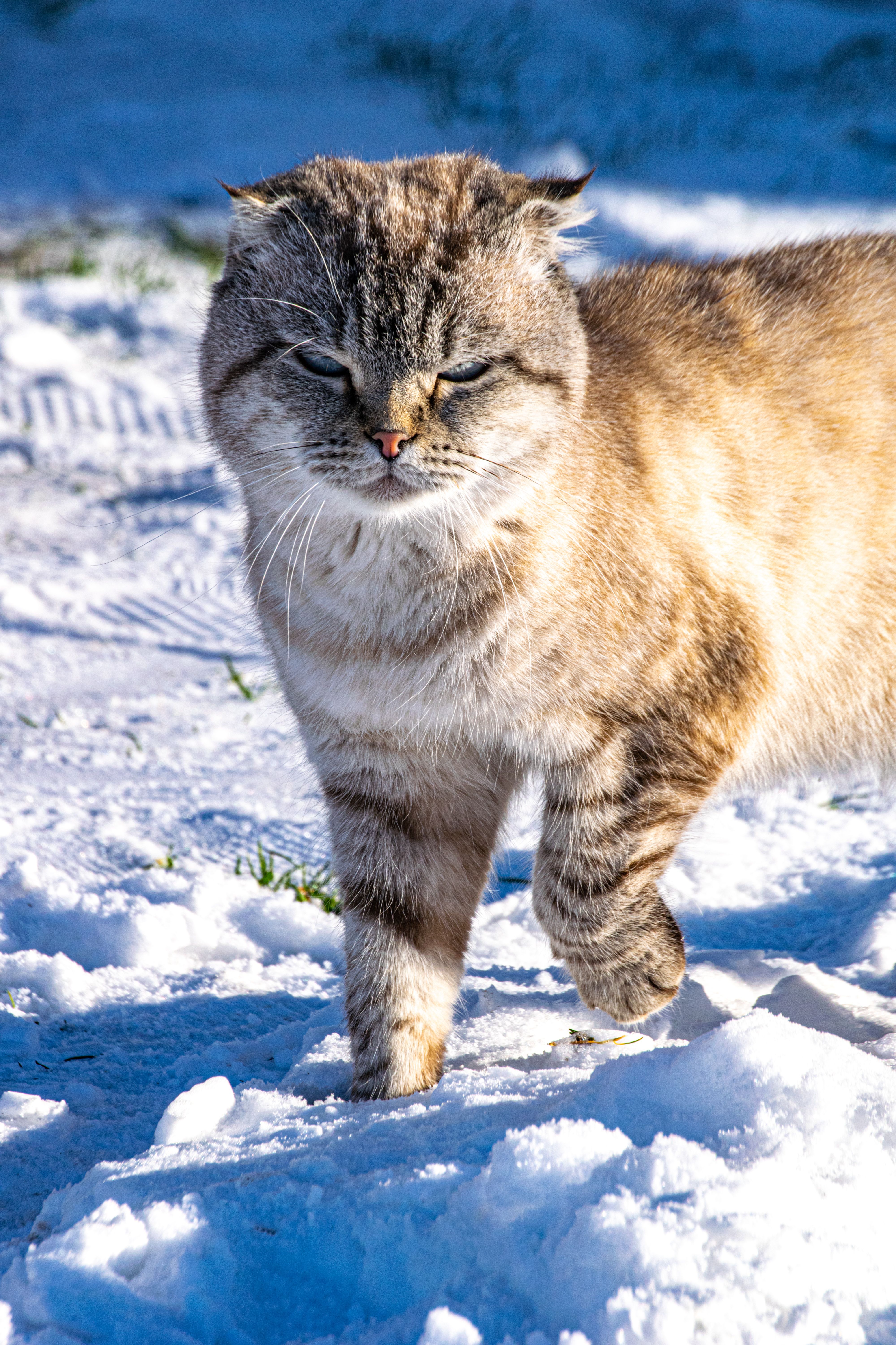 Tabby Cat on Snow · Free Stock Photo