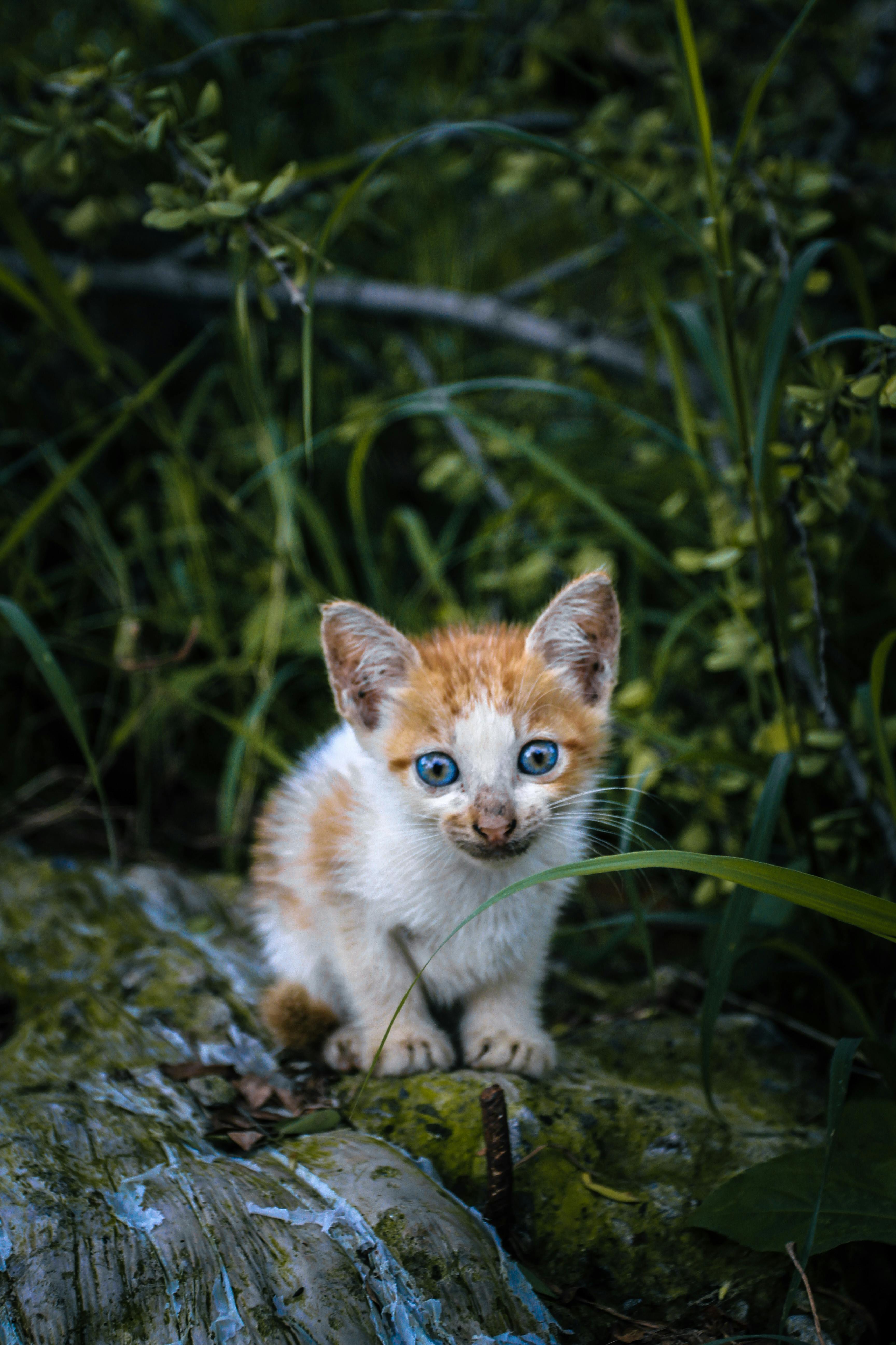 Free stock photo of #cat, #cateyes, #outdoor
