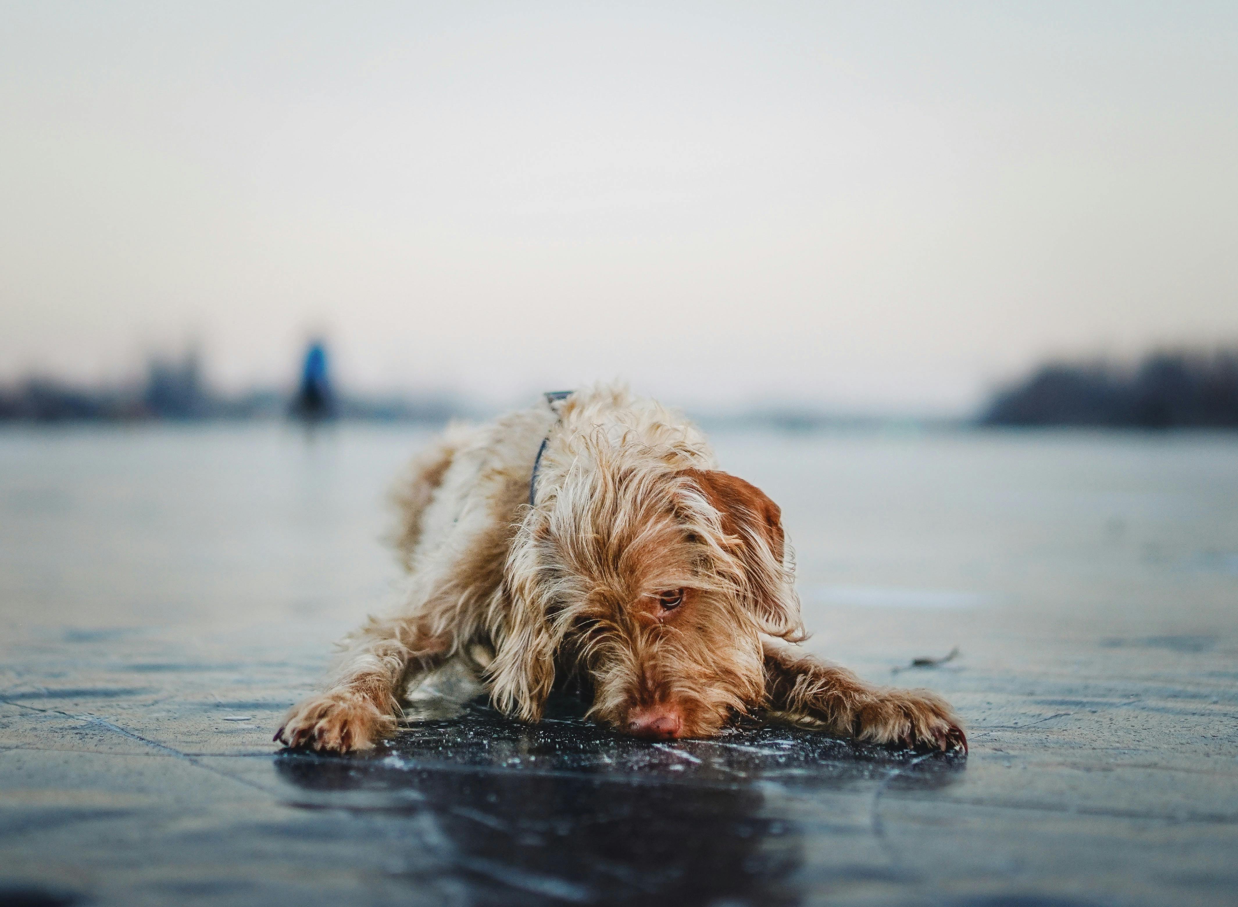 Brown Dog Lying on the Ice · Free Stock Photo