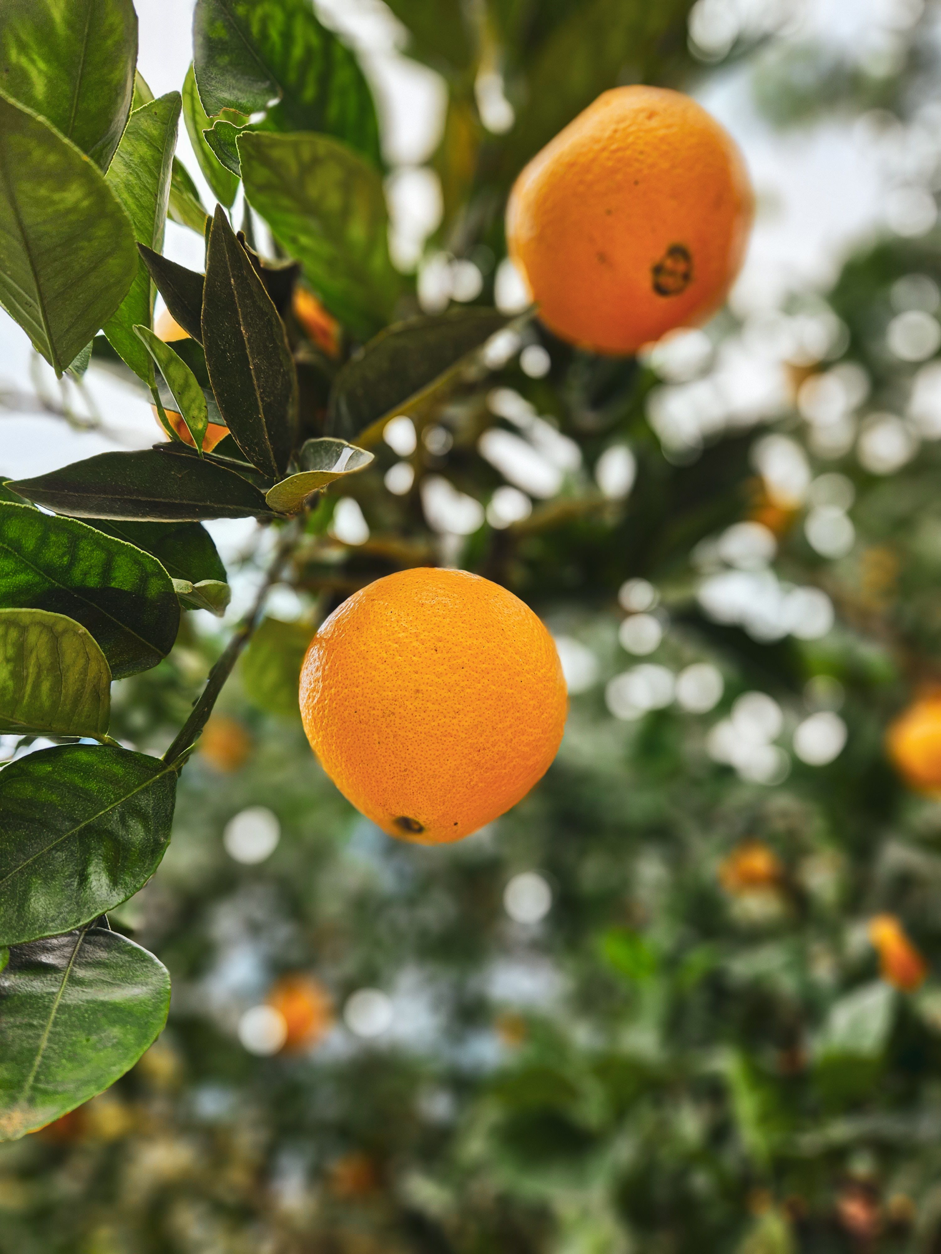 Orange Fruit on Tree · Free Stock Photo