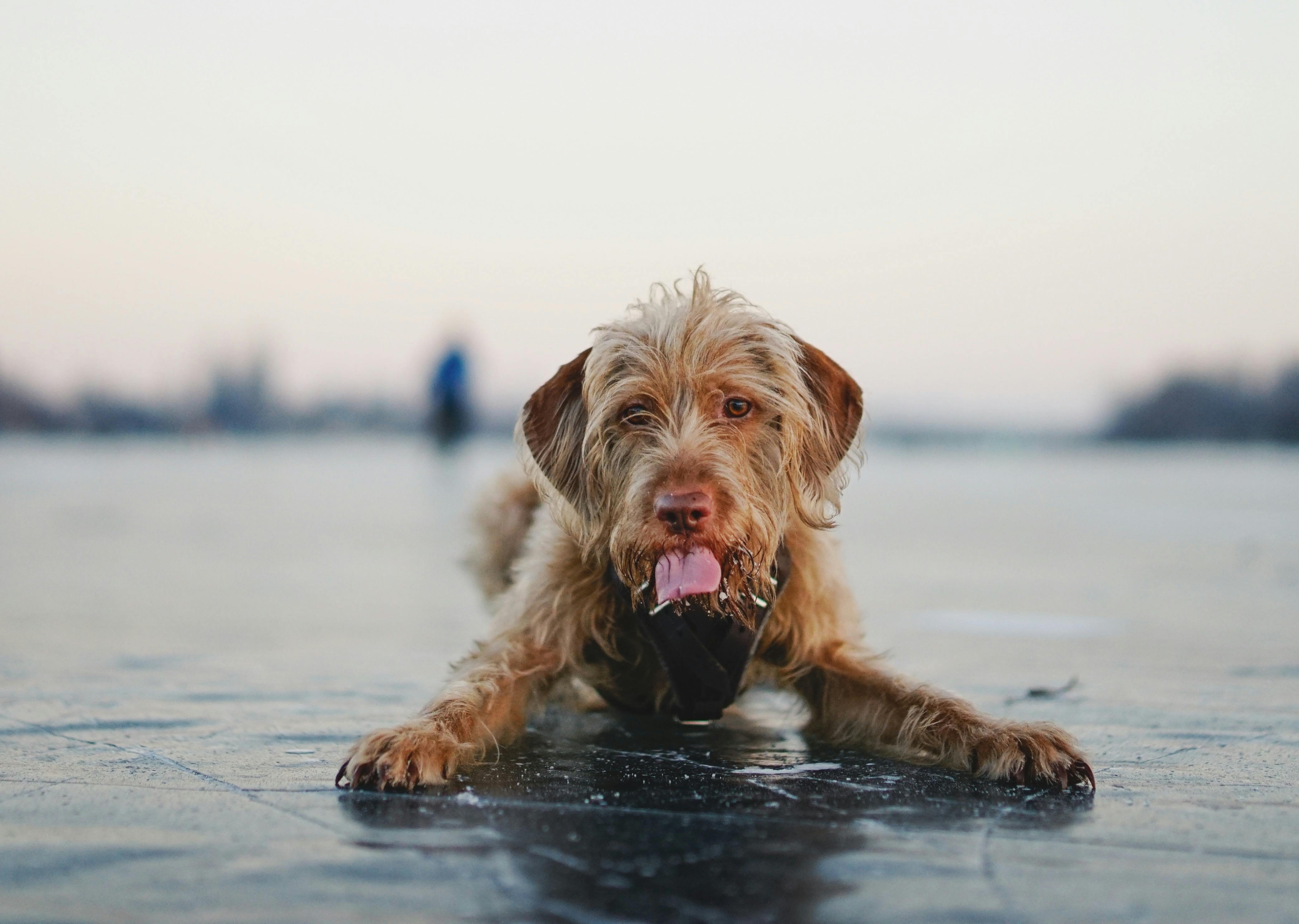 Brown Dog Lying on a Frozen Lake · Free Stock Photo