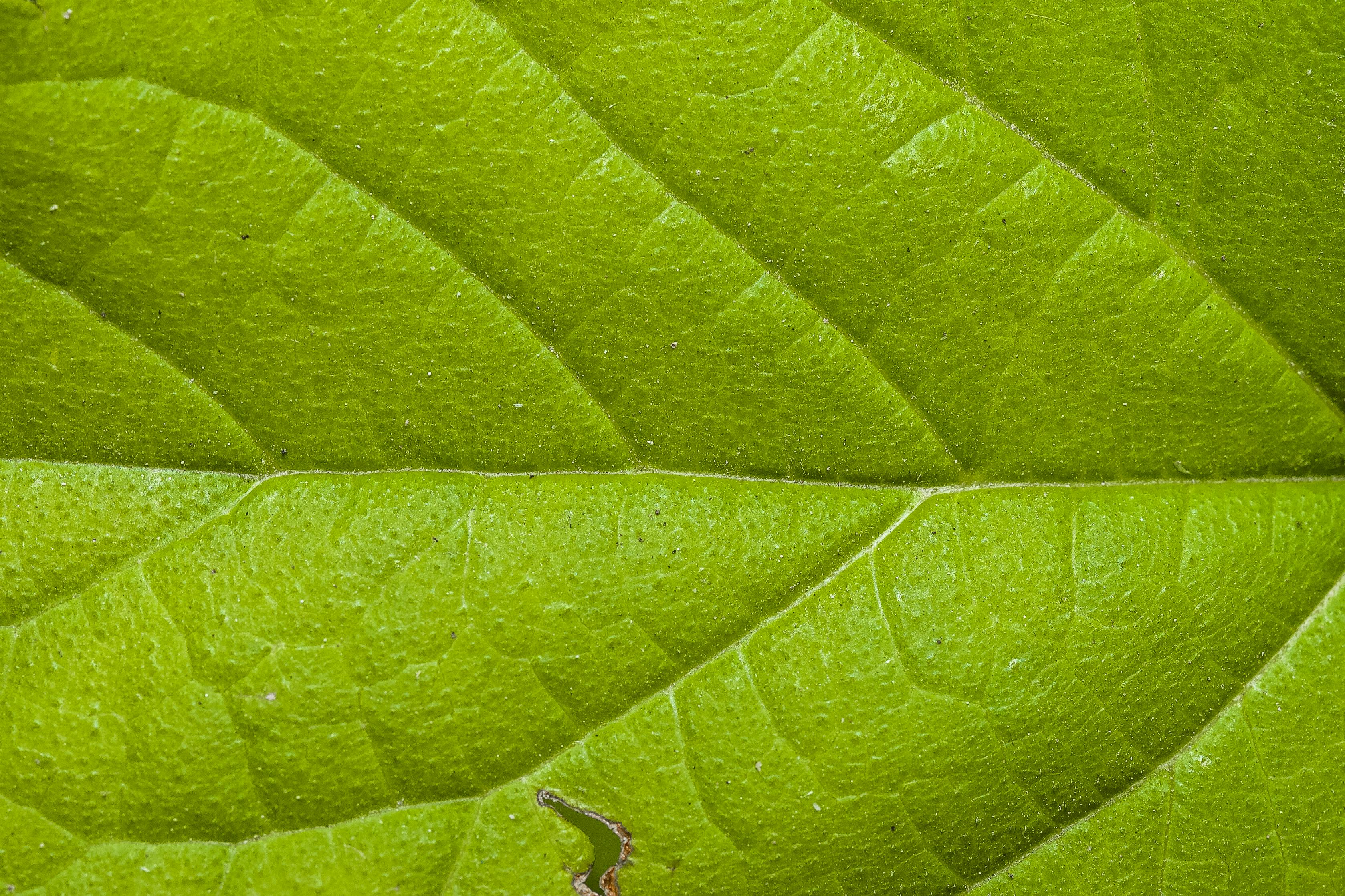 Macro Photography of a Leaf · Free Stock Photo