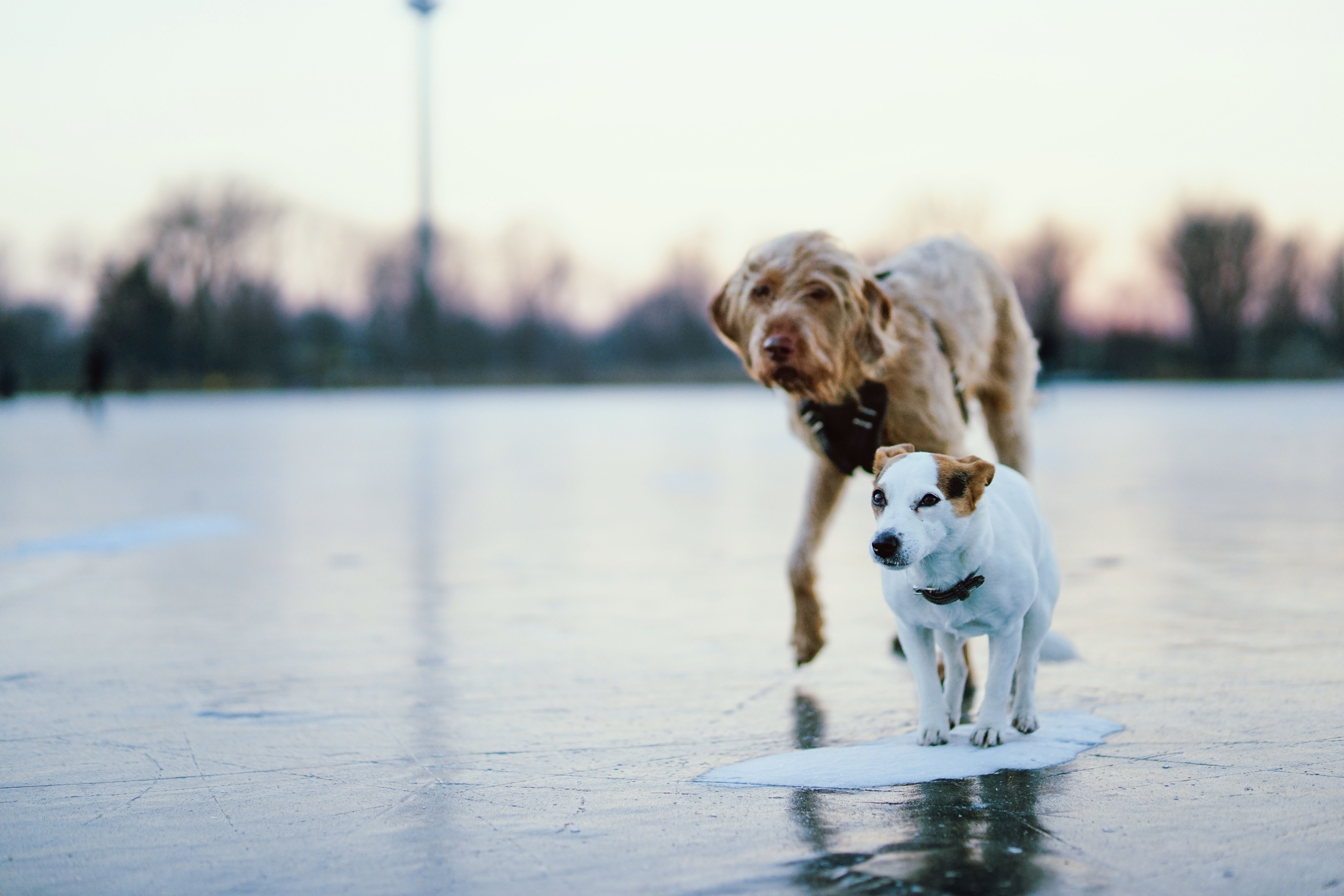 Domestic Dogs Standing on a Frozen Body of Water · Free Stock Photo