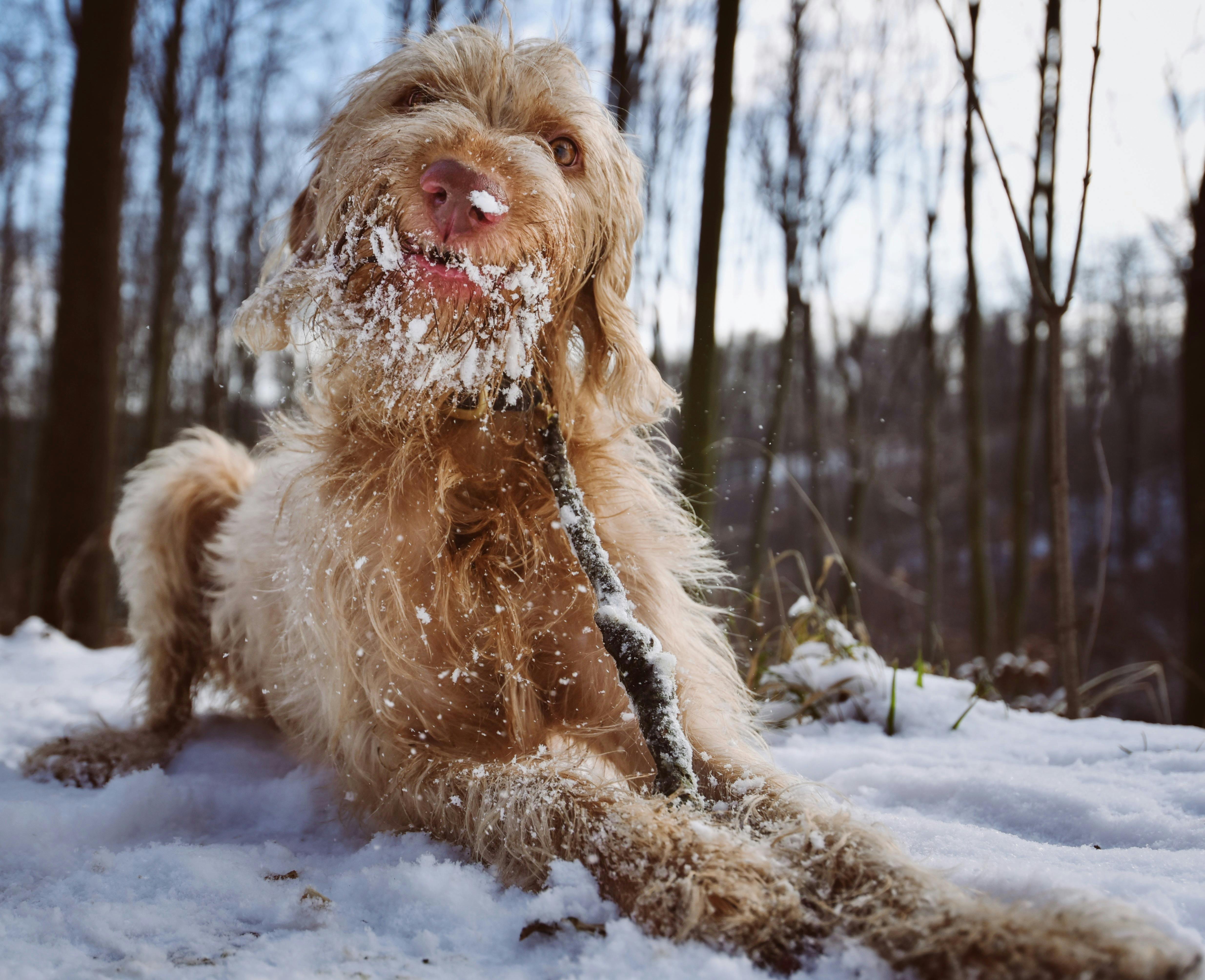 Small Dog and a Boy Pulling a Sledge in a Snowy Weather · Free Stock Photo