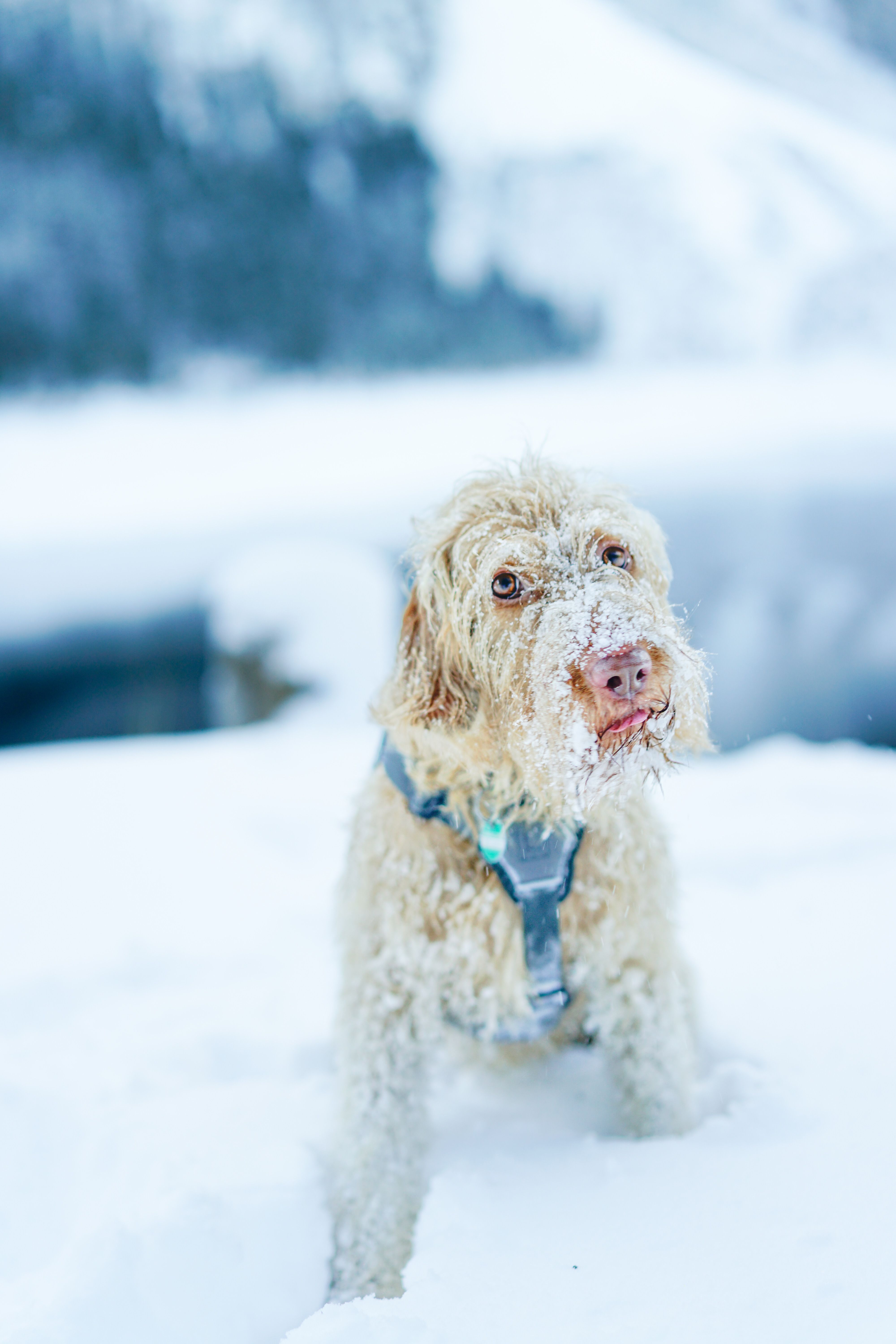 Dog in a Valley Covered with Snow · Free Stock Photo