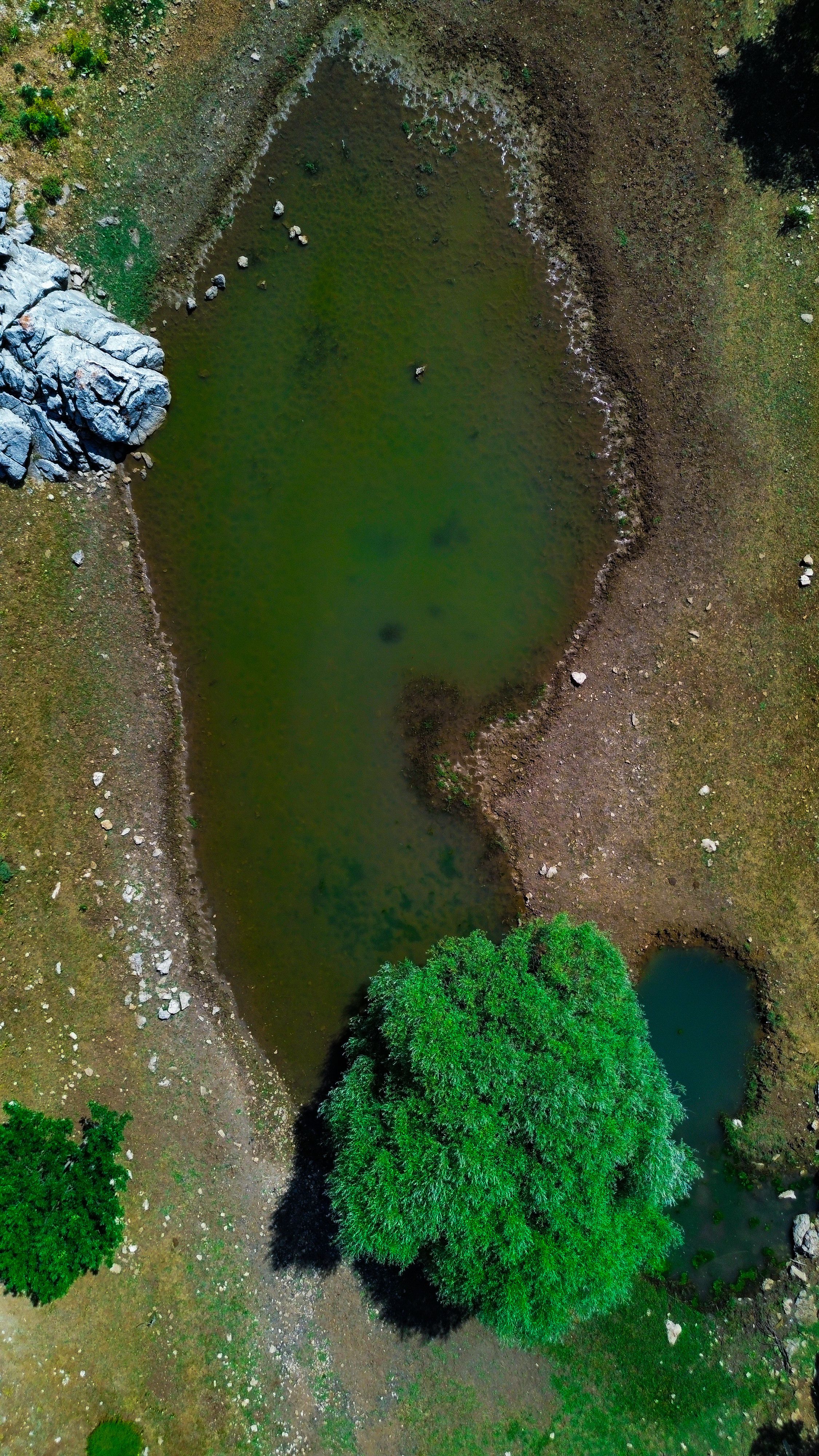 An aerial view of a pond with trees and a tree · Free Stock Photo