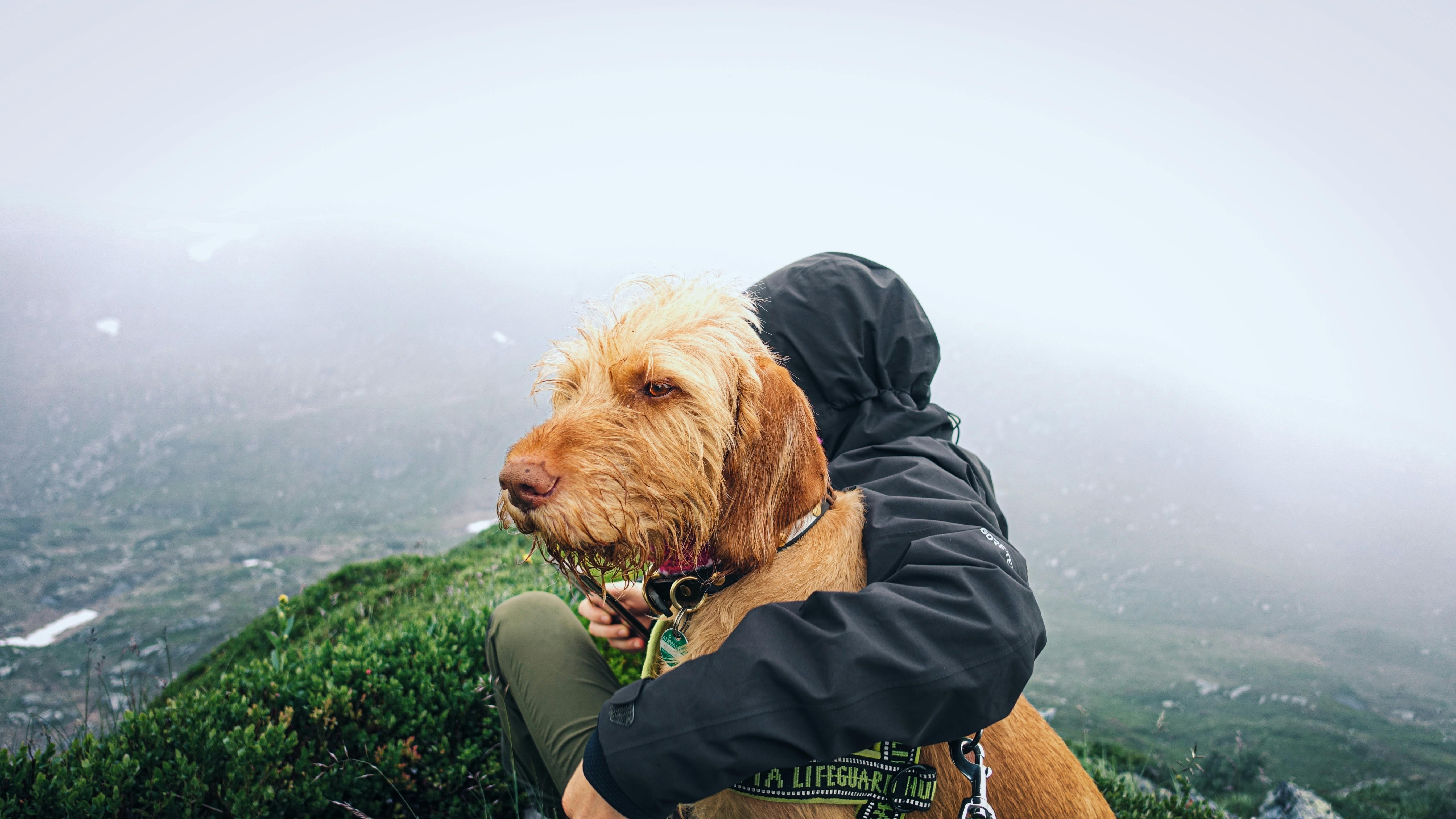 Cliff Dog And Owner Photos, Download The BEST Free Cliff Dog And Owner ...