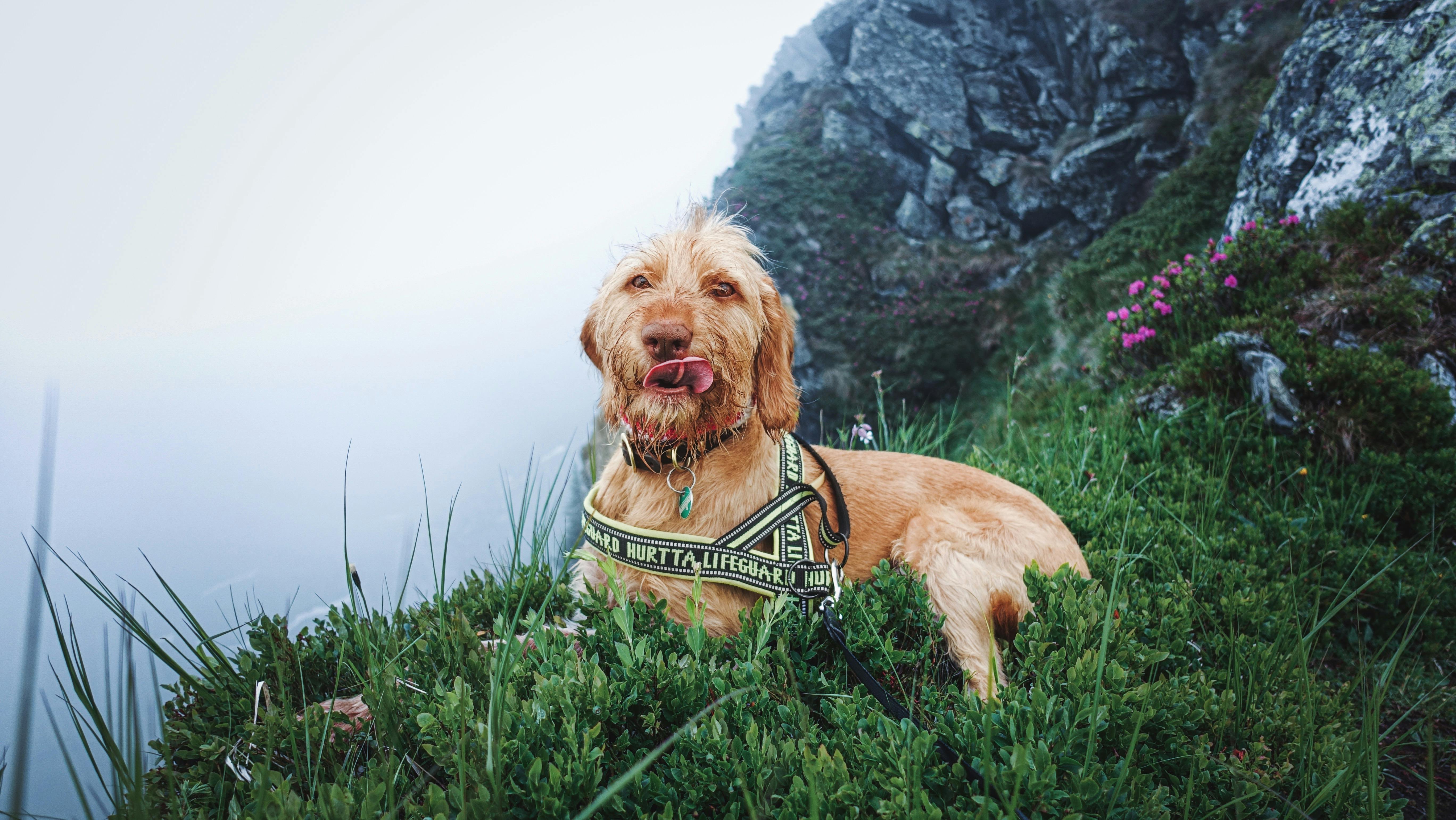 Drikke Fog Diet Photos, Download The BEST Free Drikke Fog Diet Stock ...